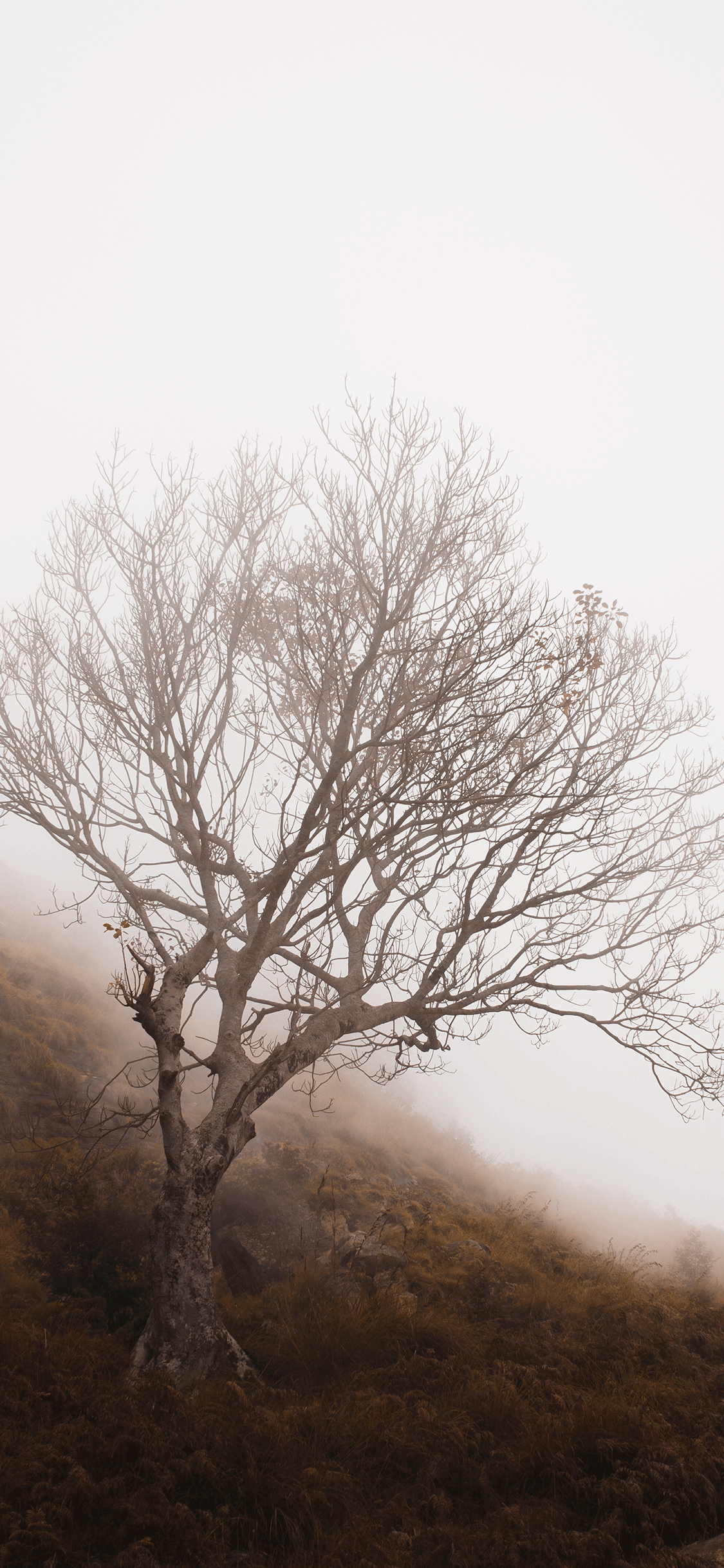 Fog iPhone Wallpapers - Top Free Fog iPhone Backgrounds - WallpaperAccess