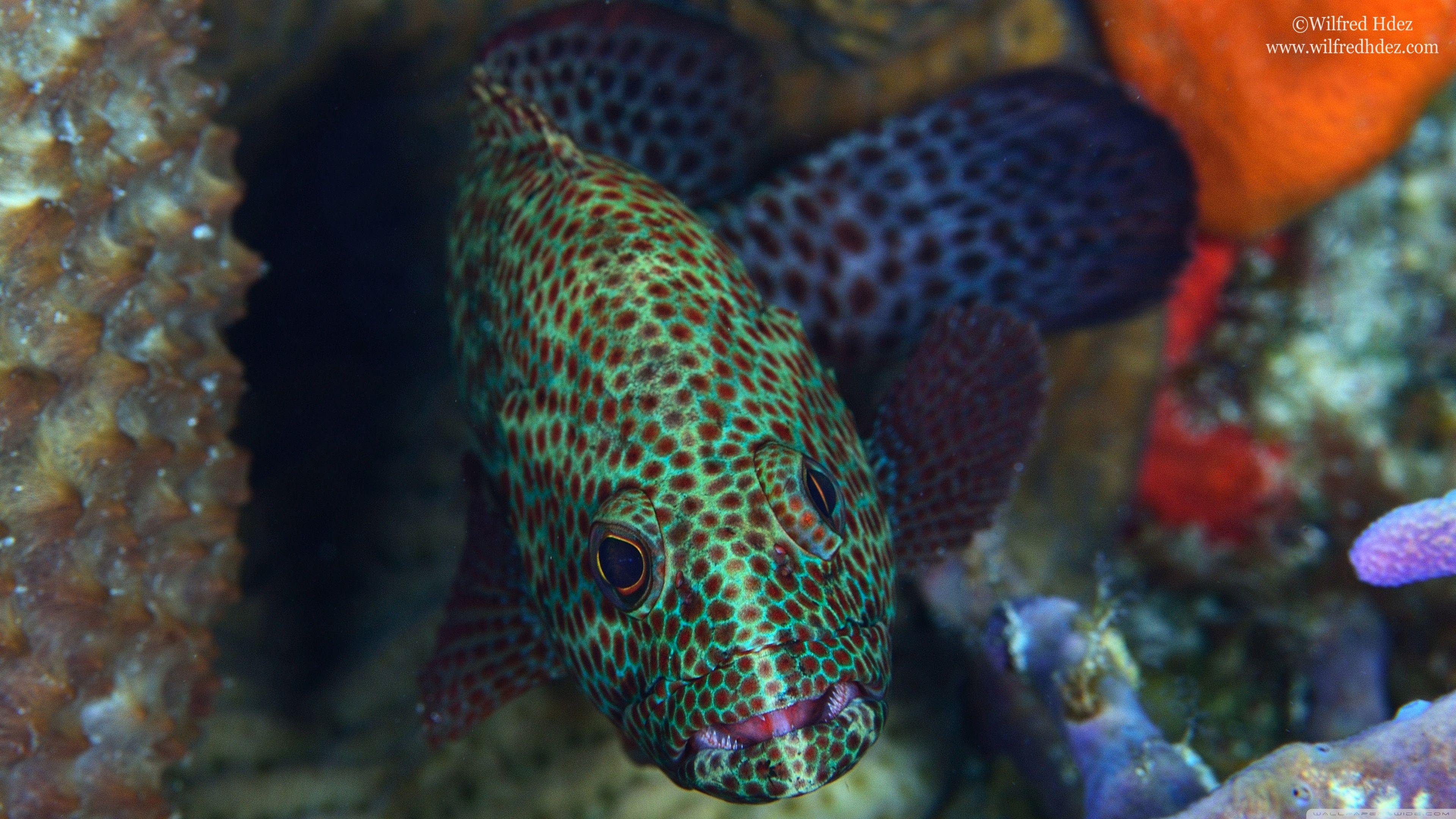 Fish 3840X2160 Wallpapers - Top Free Fish 3840X2160 Backgrounds ...