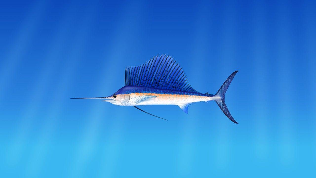 Fish 3840X2160 Wallpapers - Top Free Fish 3840X2160 Backgrounds ...