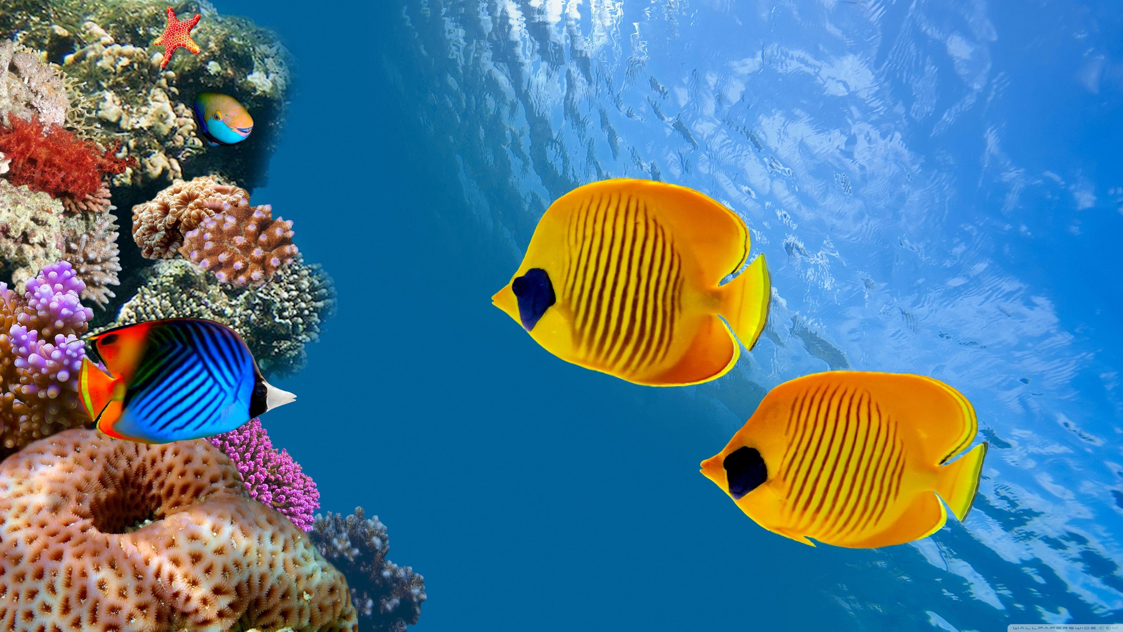Fish 3840X2160 Wallpapers - Top Free Fish 3840X2160 Backgrounds ...
