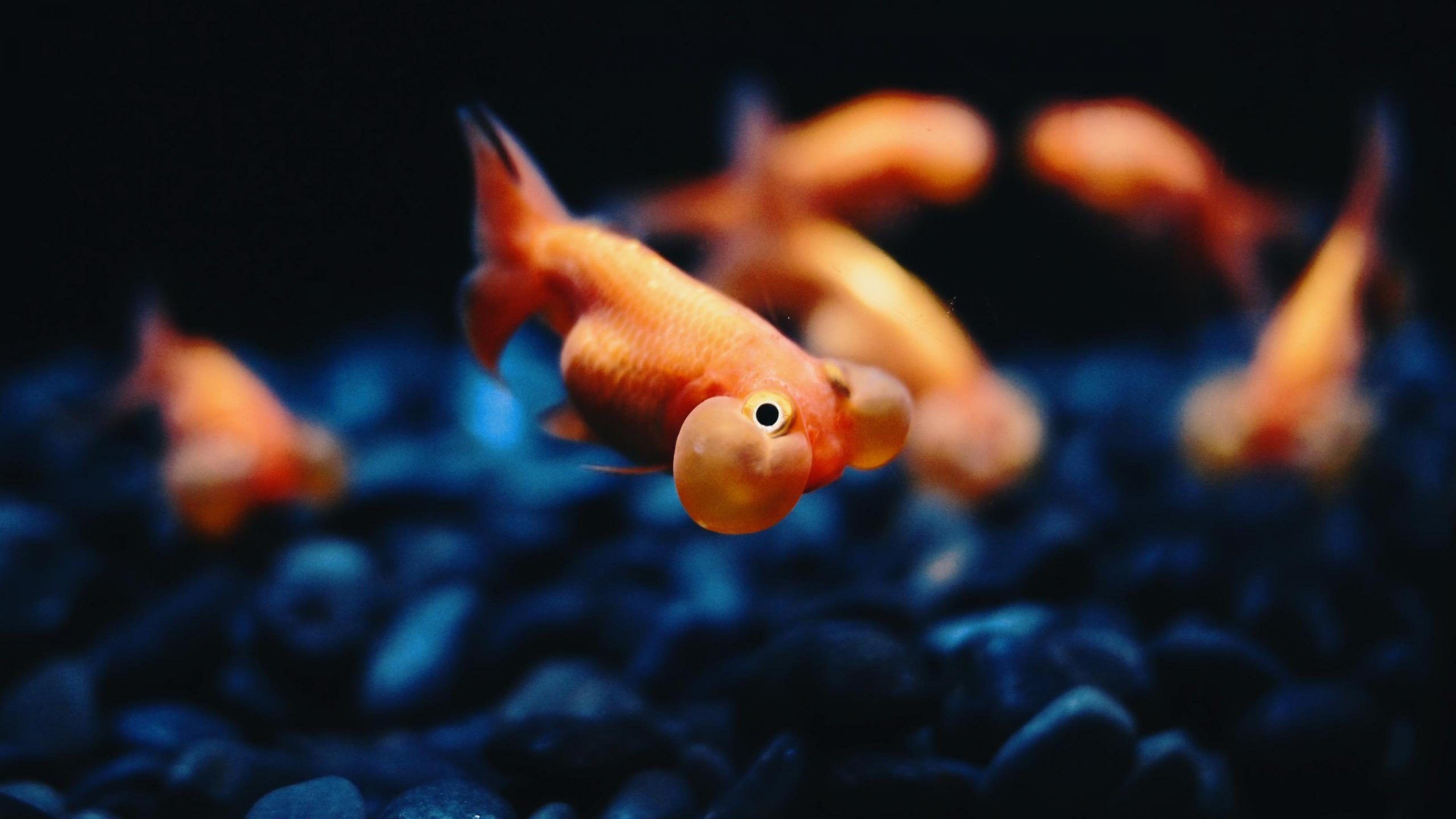 Fish 3840X2160 Wallpapers - Top Free Fish 3840X2160 Backgrounds ...