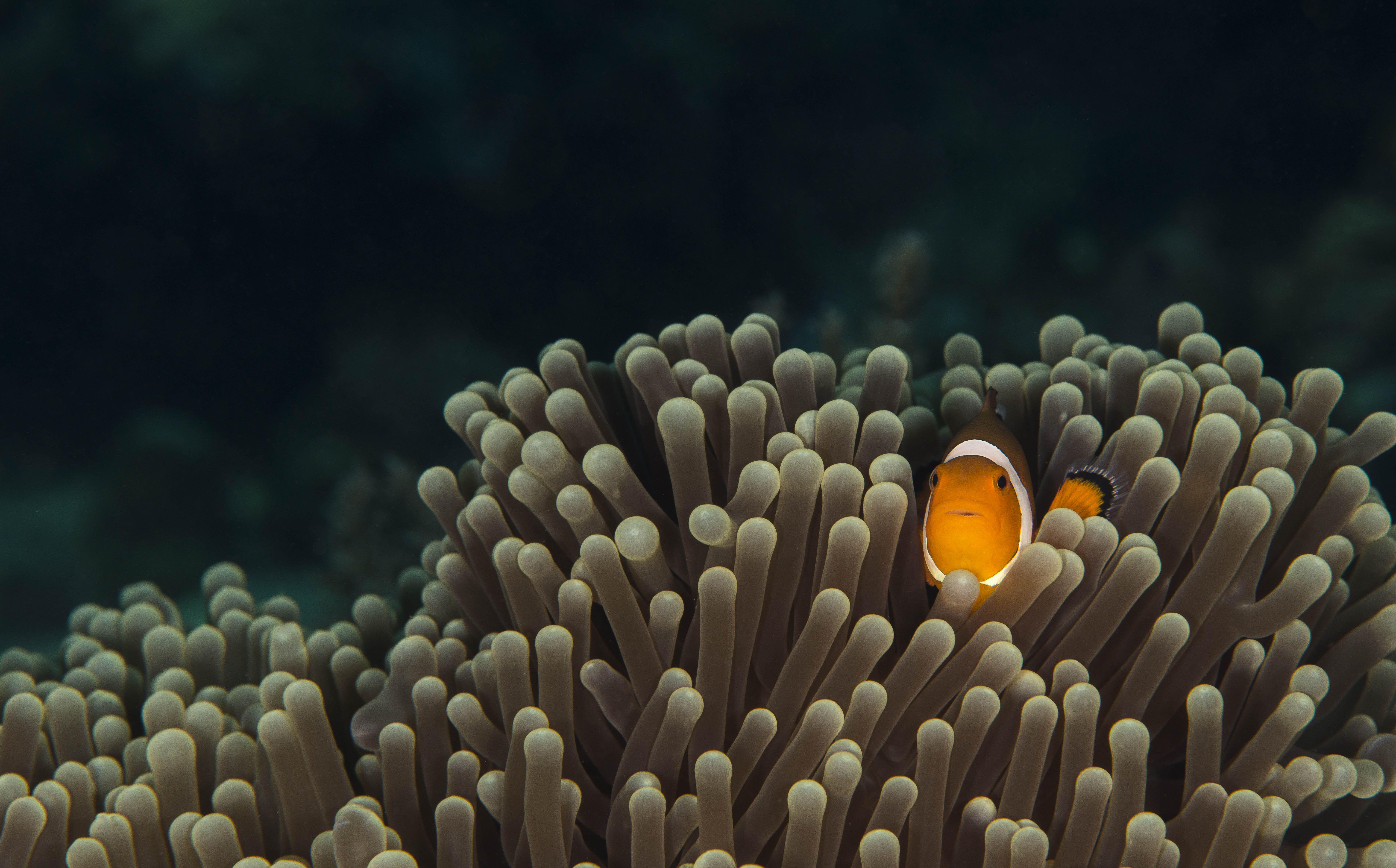 Fish 3840X2160 Wallpapers - Top Free Fish 3840X2160 Backgrounds ...