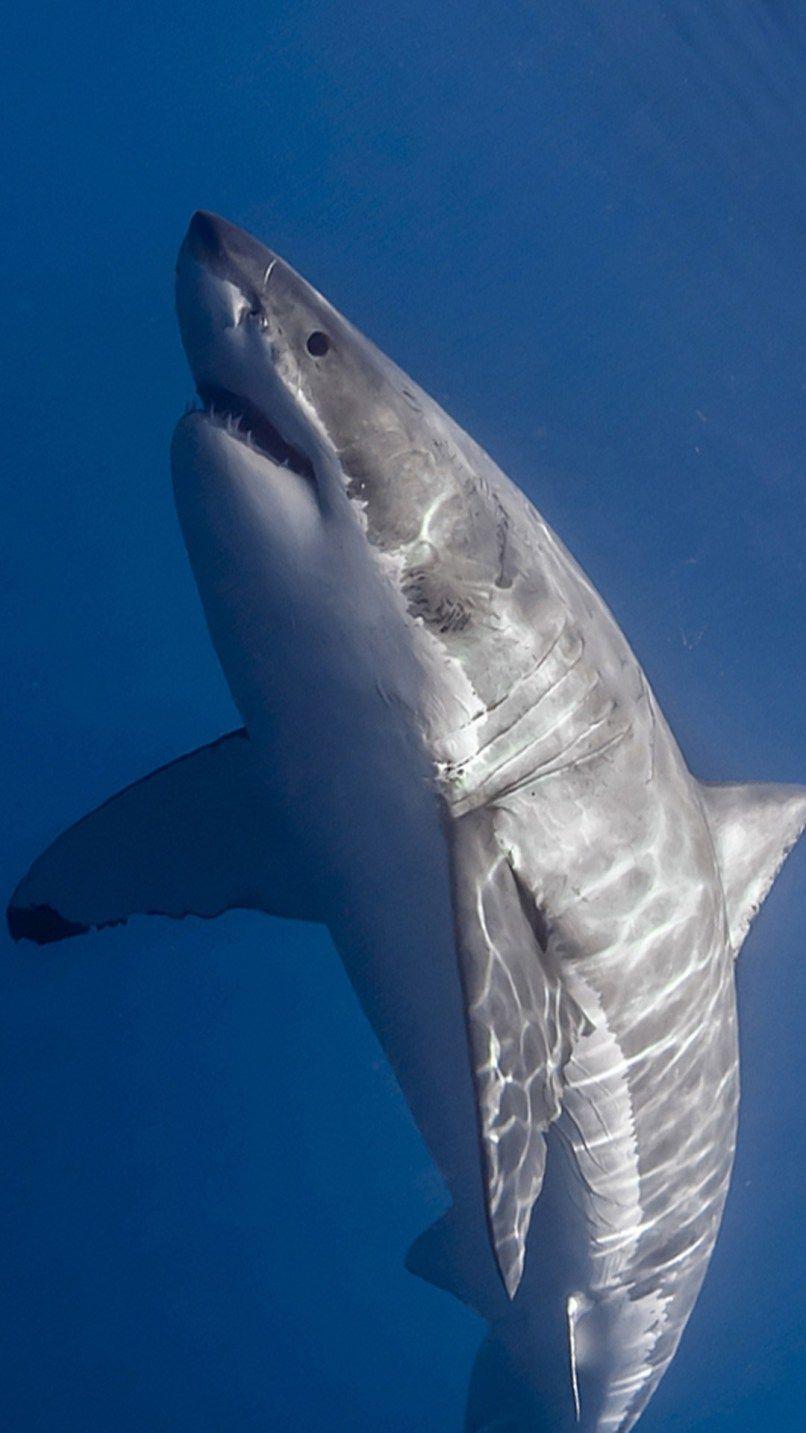 Shark iPhone Wallpapers - Top Free Shark iPhone Backgrounds ...