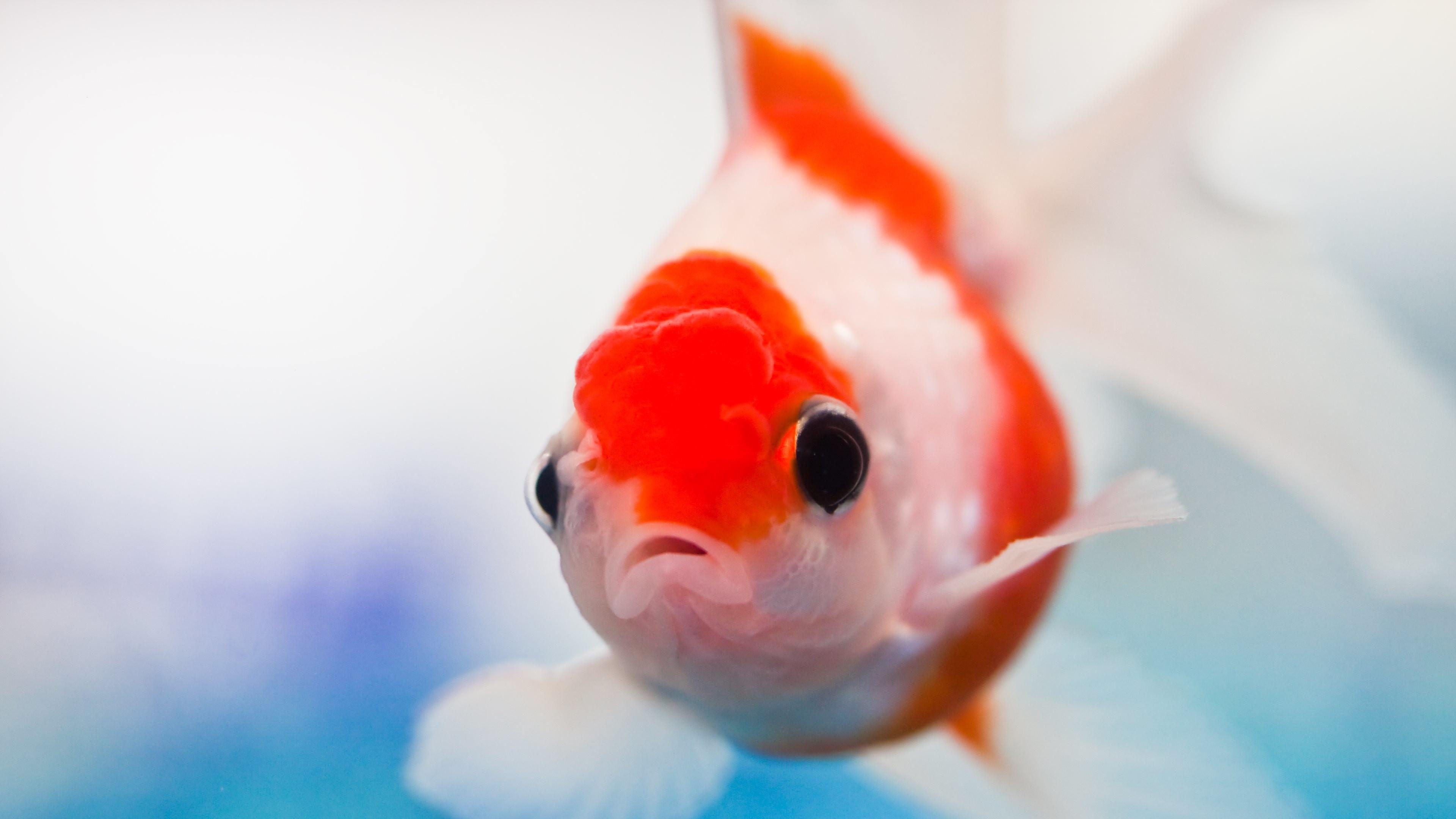 Fish 3840X2160 Wallpapers - Top Free Fish 3840X2160 Backgrounds ...