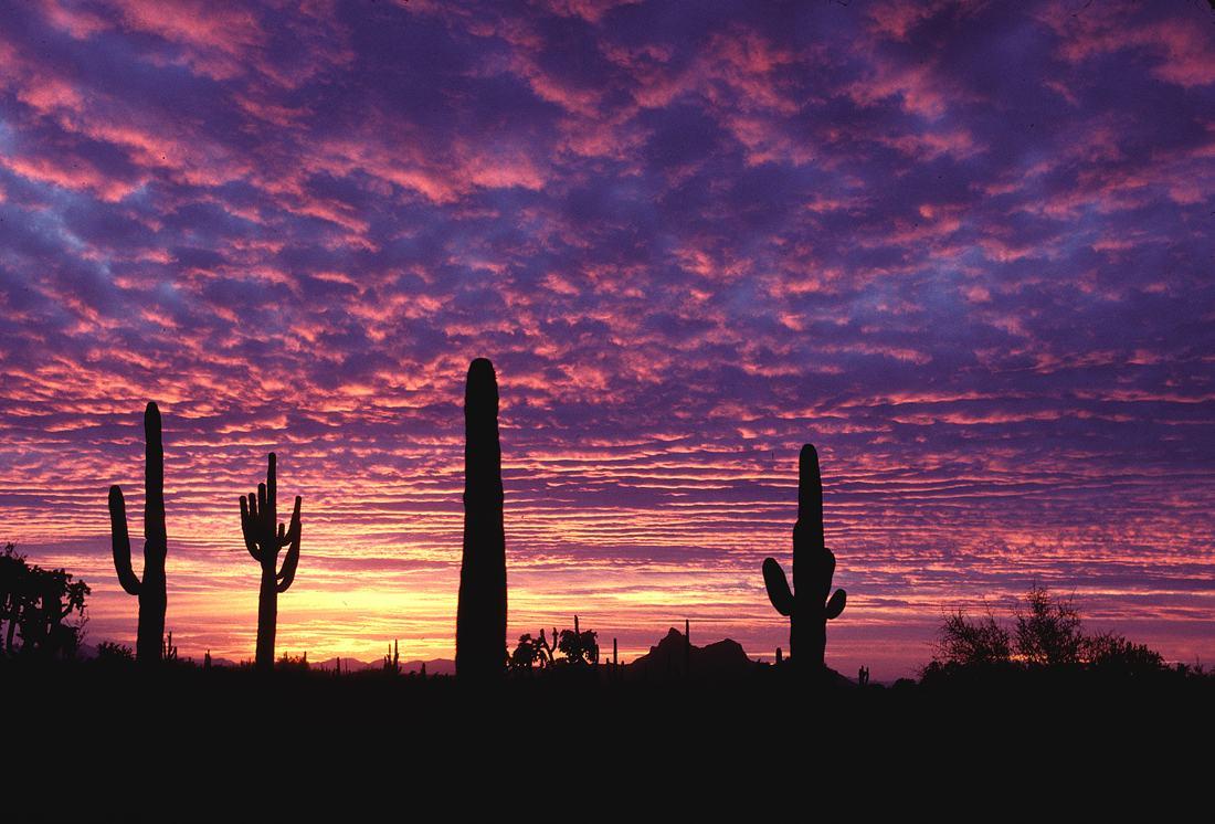 Phoenix Arizona Wallpapers - Top Free Phoenix Arizona Backgrounds ...