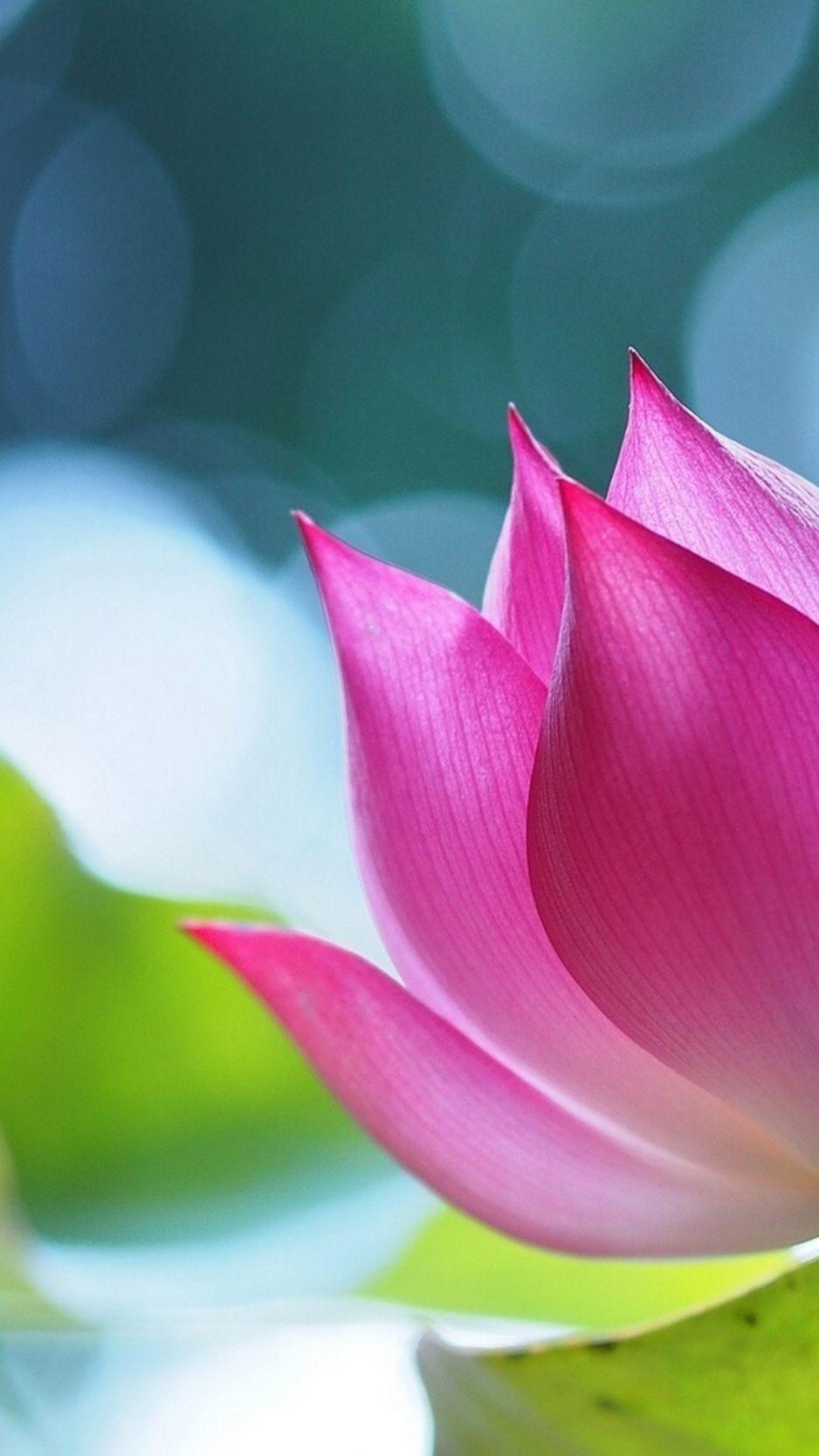 Lotus iPhone Wallpapers - Top Free Lotus iPhone Backgrounds ...