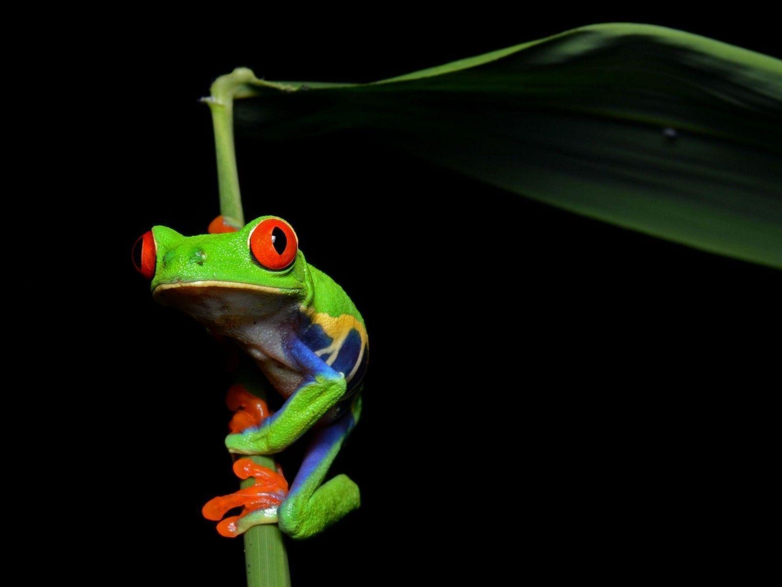 Colorful Frog Wallpapers - Top Free Colorful Frog Backgrounds ...