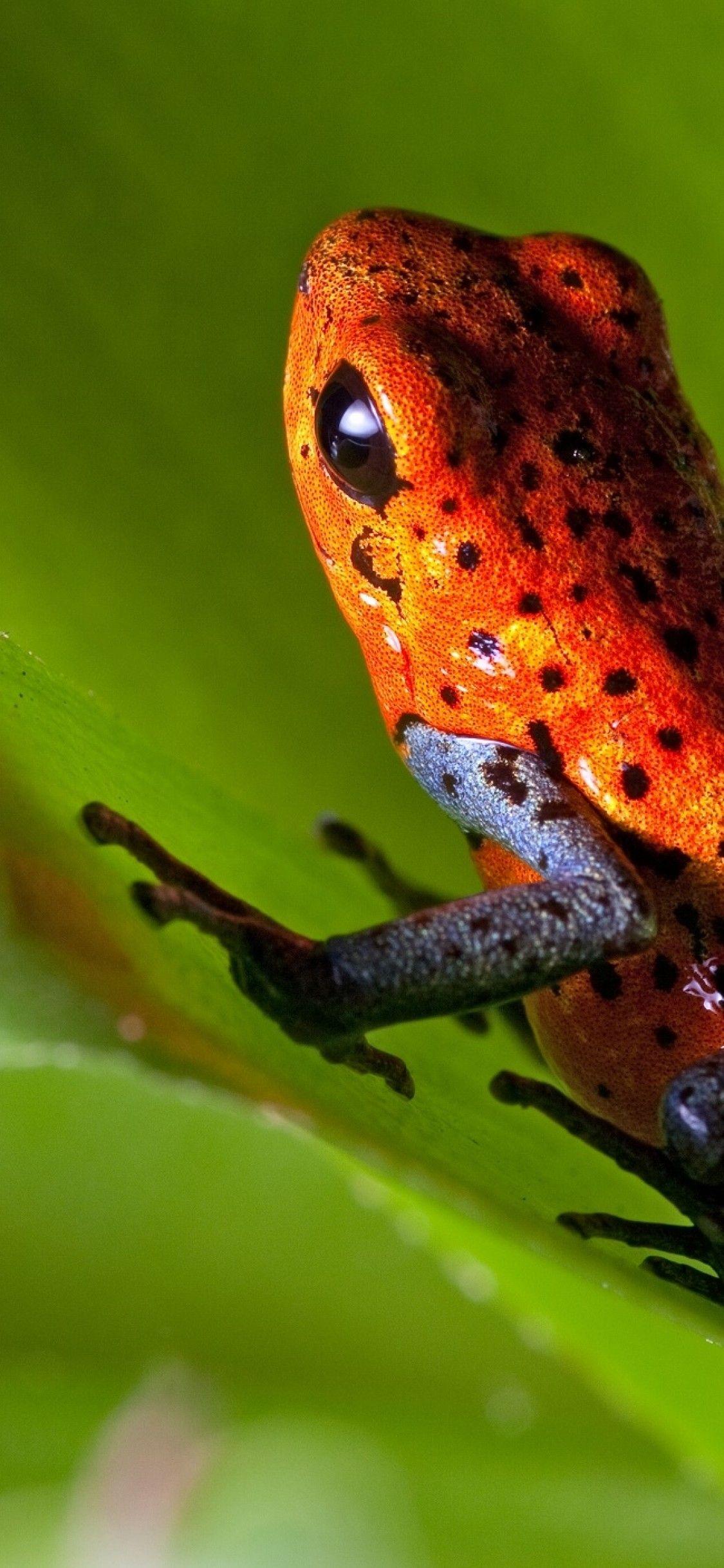 Frog iPhone Wallpapers - Top Free Frog iPhone Backgrounds - WallpaperAccess