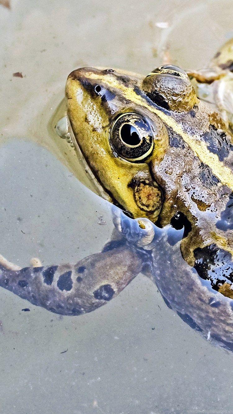 Frog iPhone Wallpapers - Top Free Frog iPhone Backgrounds - WallpaperAccess