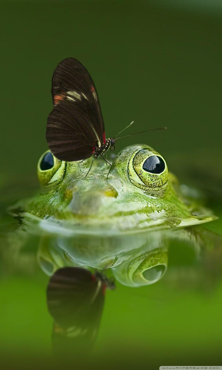Frog iPhone Wallpapers - Top Free Frog iPhone Backgrounds - WallpaperAccess