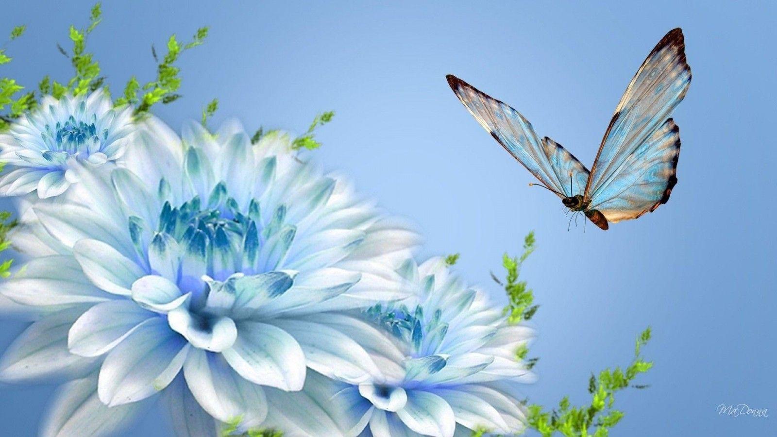 Butterfly Desktop Wallpapers - Top Free Butterfly Desktop Backgrounds ...