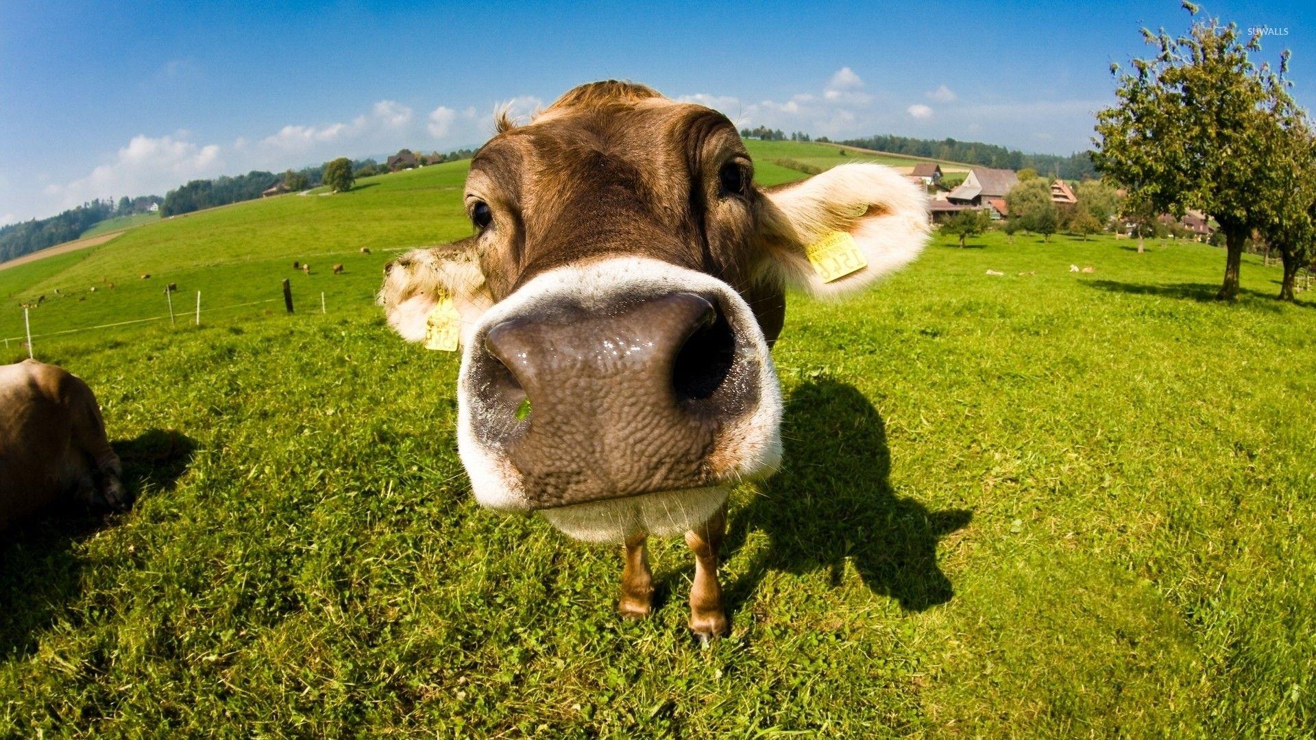 Kawaii Cow Wallpapers - Top Free Kawaii Cow Backgrounds - WallpaperAccess