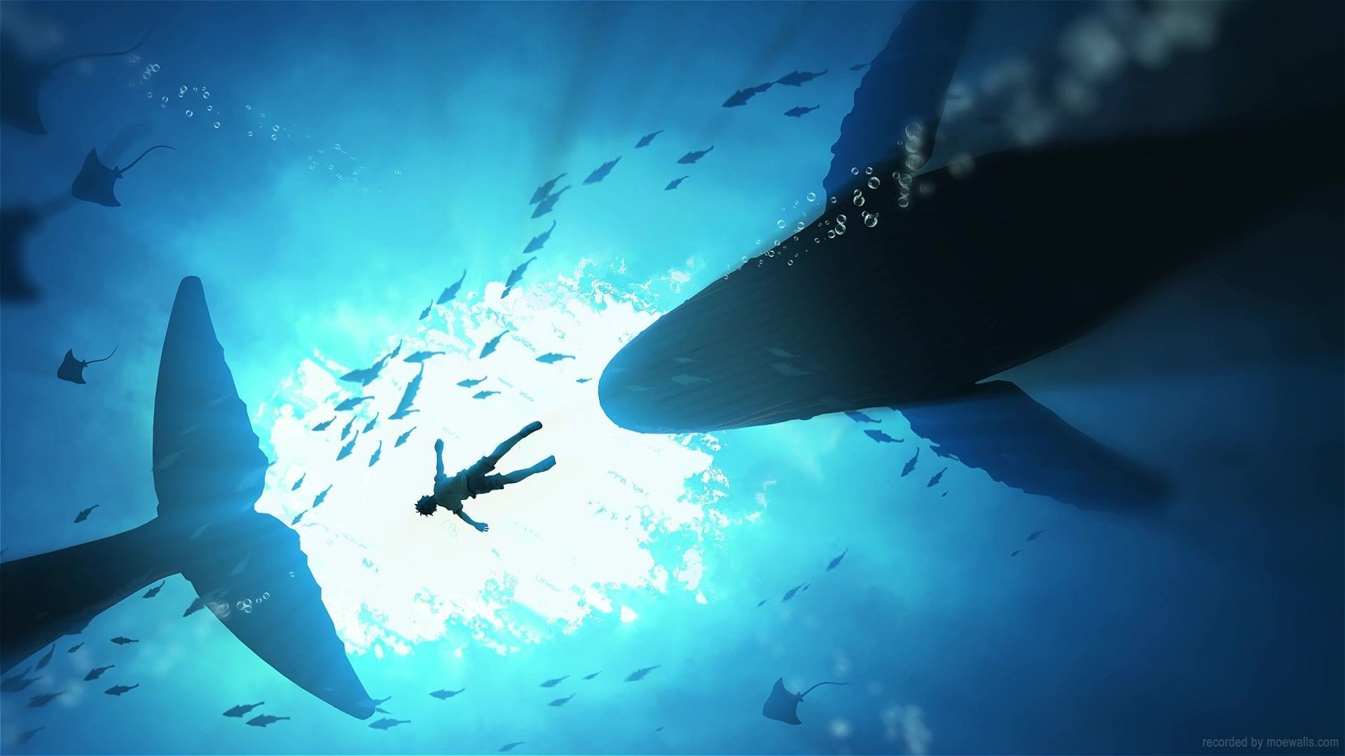 Whale Anime Wallpapers - Top Free Whale Anime Backgrounds - WallpaperAccess