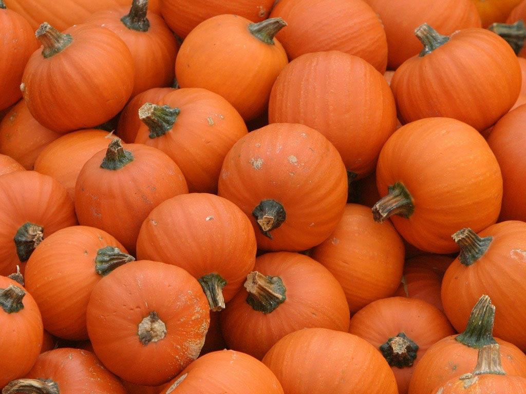 Autumn Pumpkins Wallpapers - Top Free Autumn Pumpkins Backgrounds ...