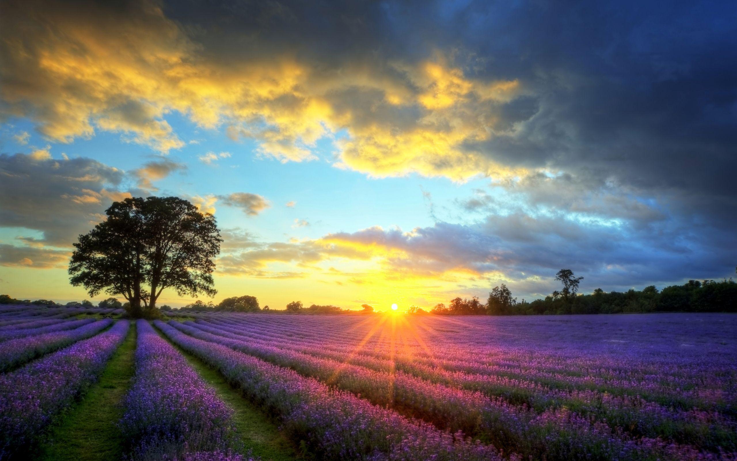 Lavender Field Sunset Wallpapers - Top Free Lavender Field Sunset ...