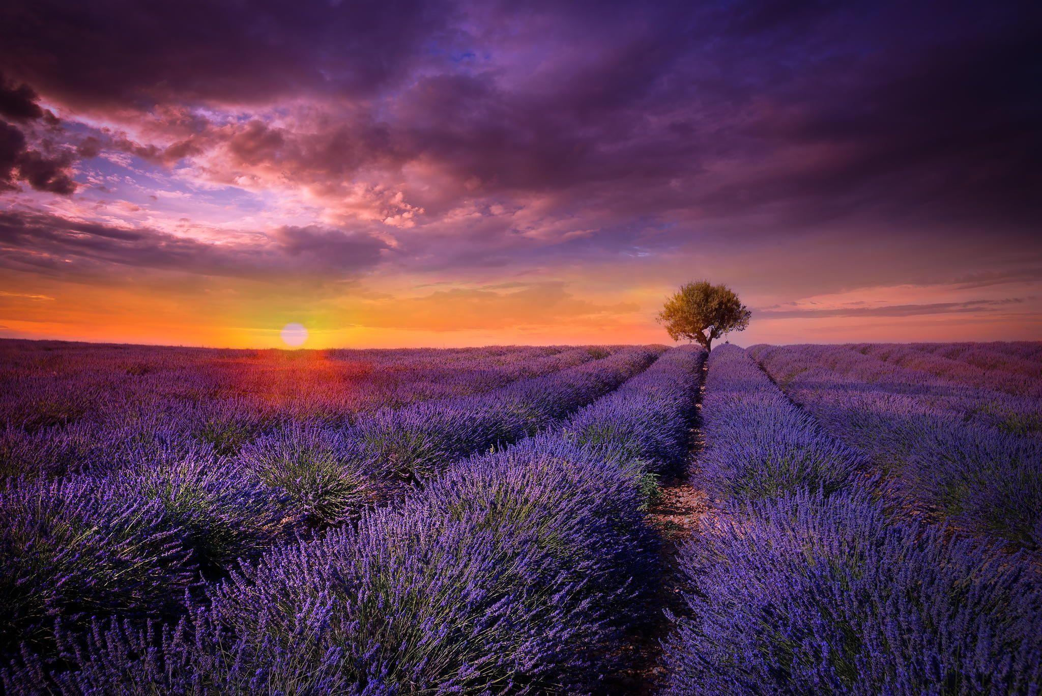 Lavender Field Sunset Wallpapers - Top Free Lavender Field Sunset ...