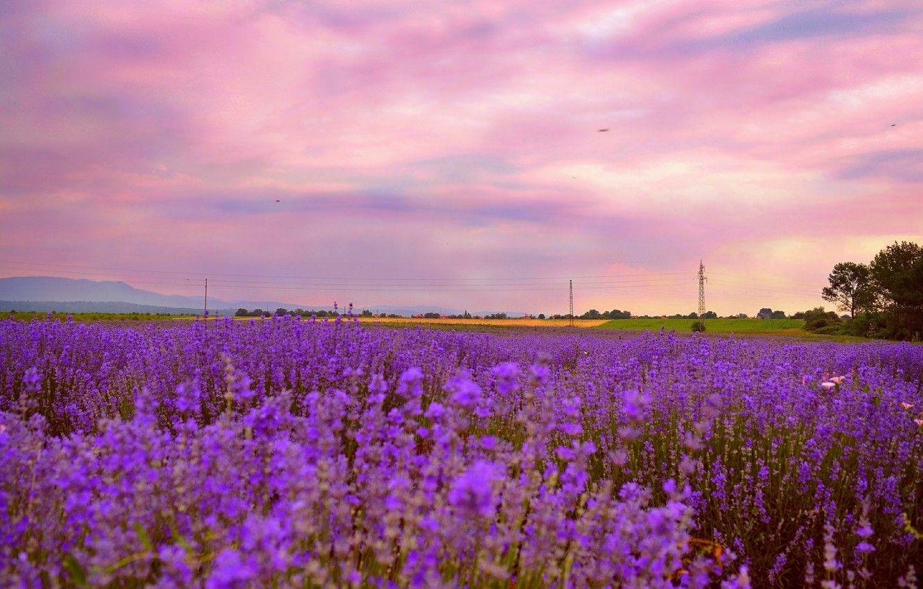 Lavender Field Sunset Wallpapers - Top Free Lavender Field Sunset ...