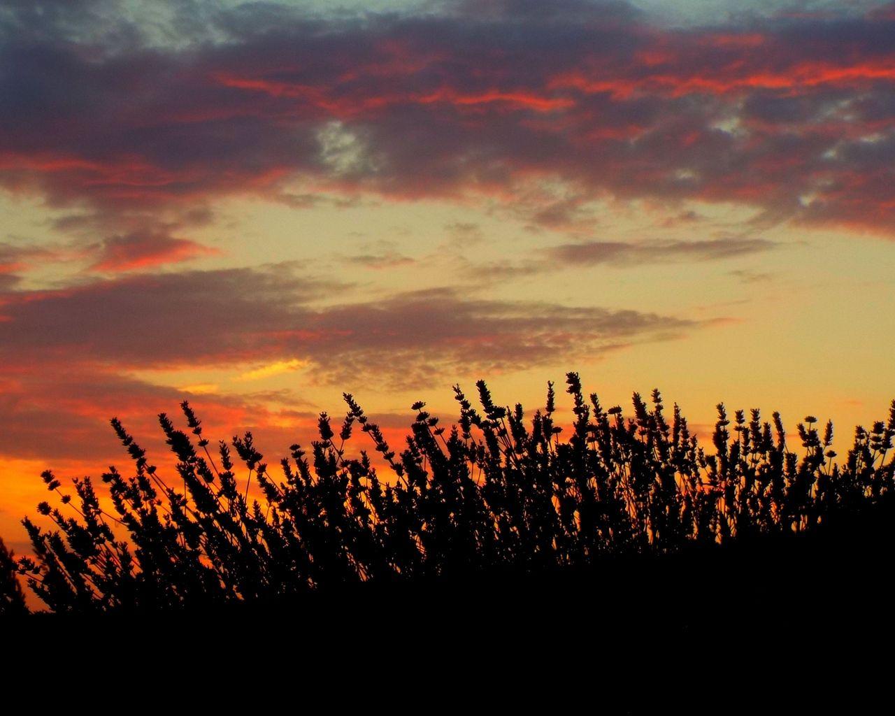 Lavender Field Sunset Wallpapers - Top Free Lavender Field Sunset ...