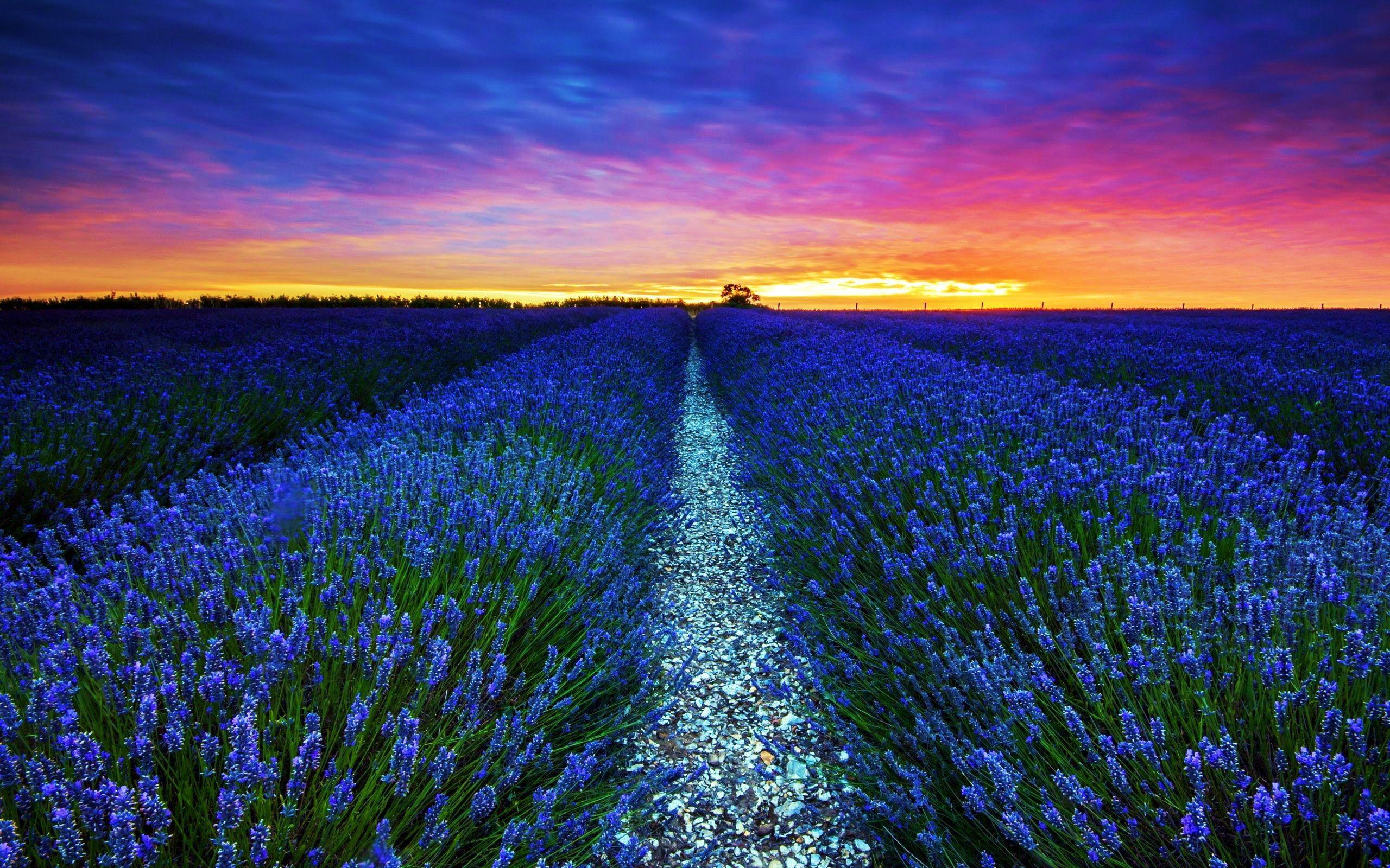 Lavender Field Sunset Wallpapers - Top Free Lavender Field Sunset ...