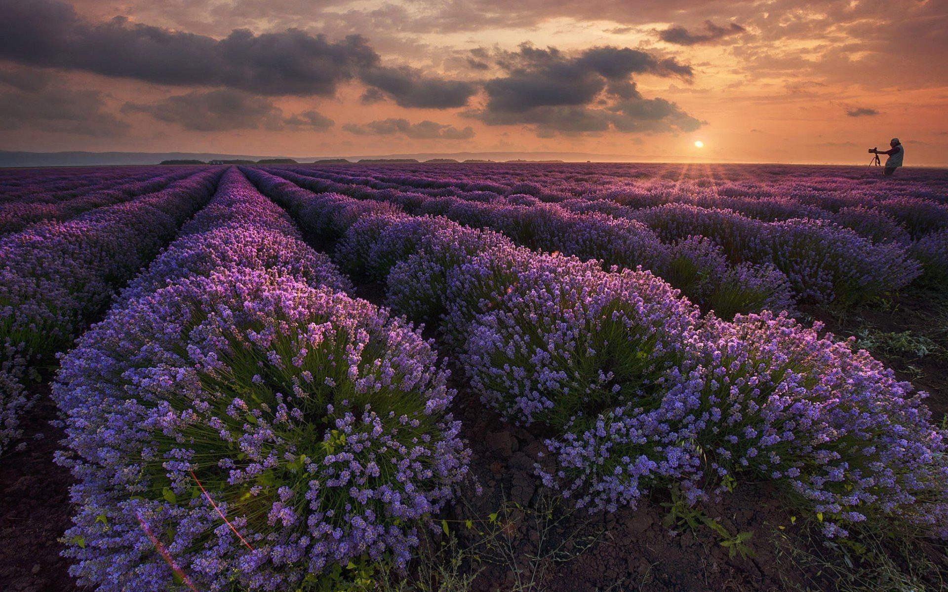 Lavender Field Sunset Wallpapers - Top Free Lavender Field Sunset ...