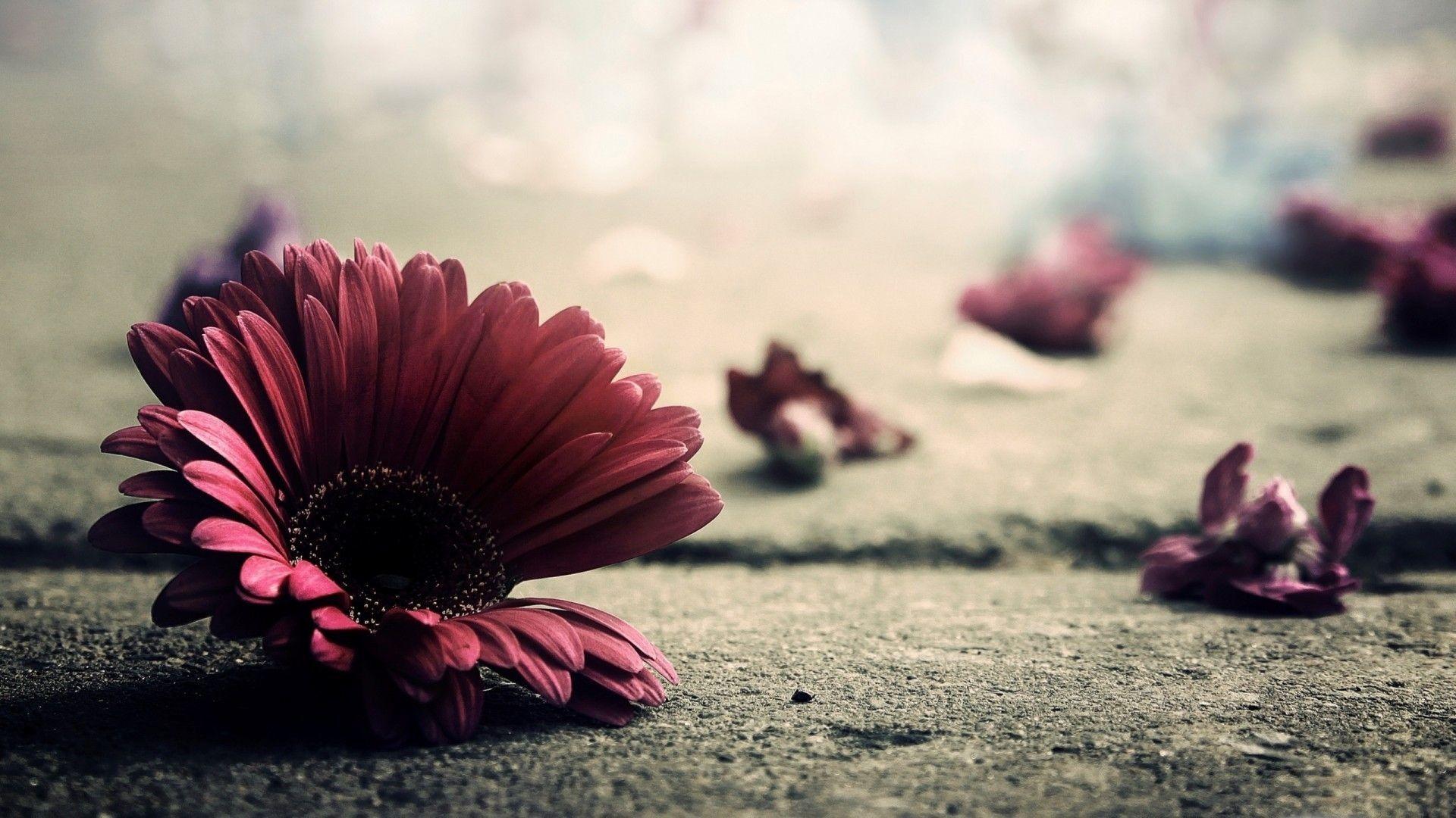 Vintage Photography Desktop Wallpapers - Top Free Vintage Photography ...
