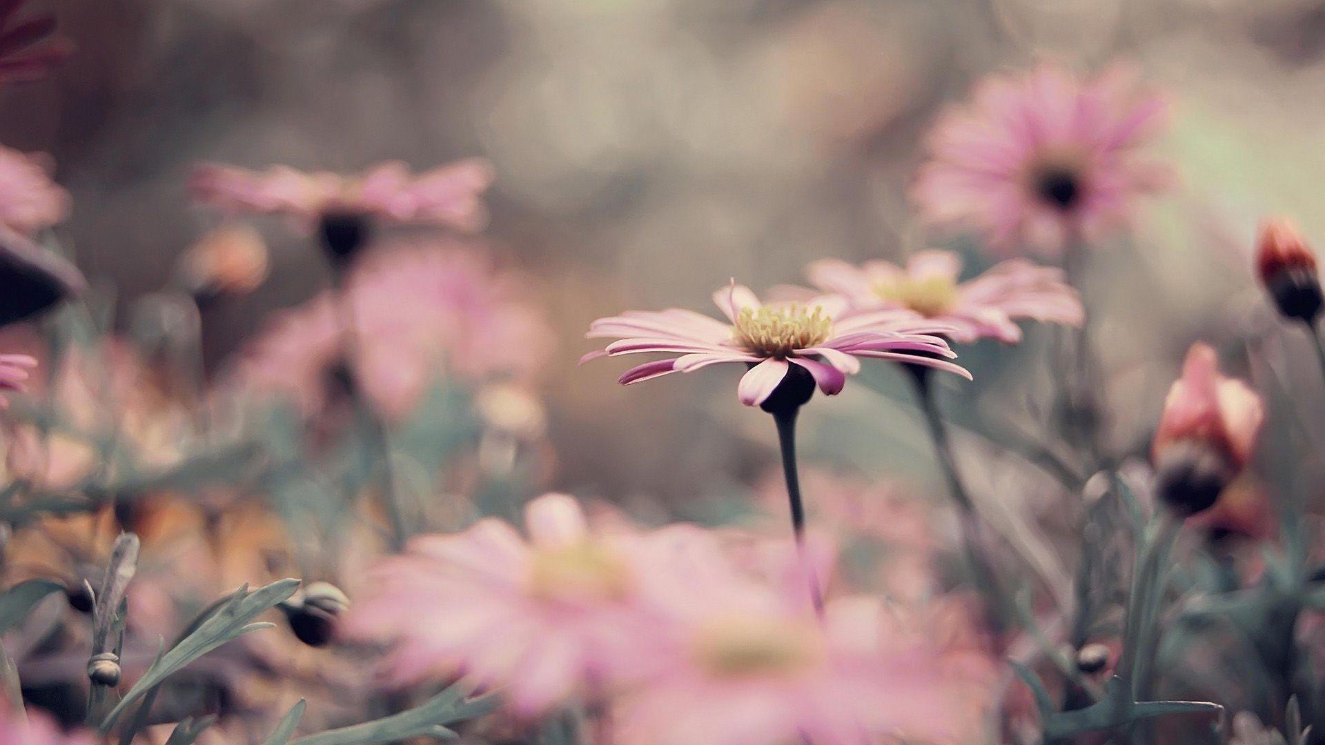 Vintage Flowers Photography Wallpapers - Top Free Vintage Flowers ...