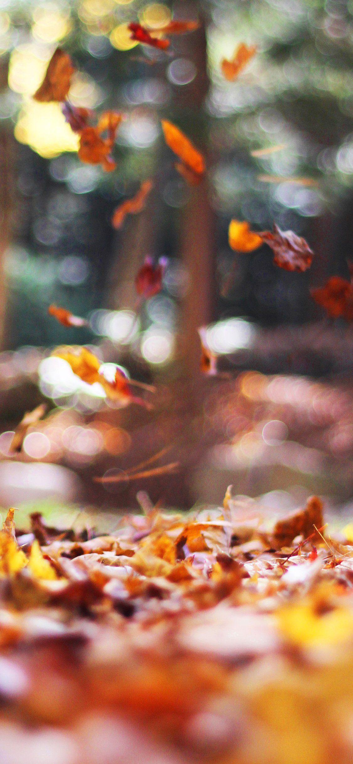 Fall Leaves iPhone Wallpapers - Top Free Fall Leaves iPhone Backgrounds ...