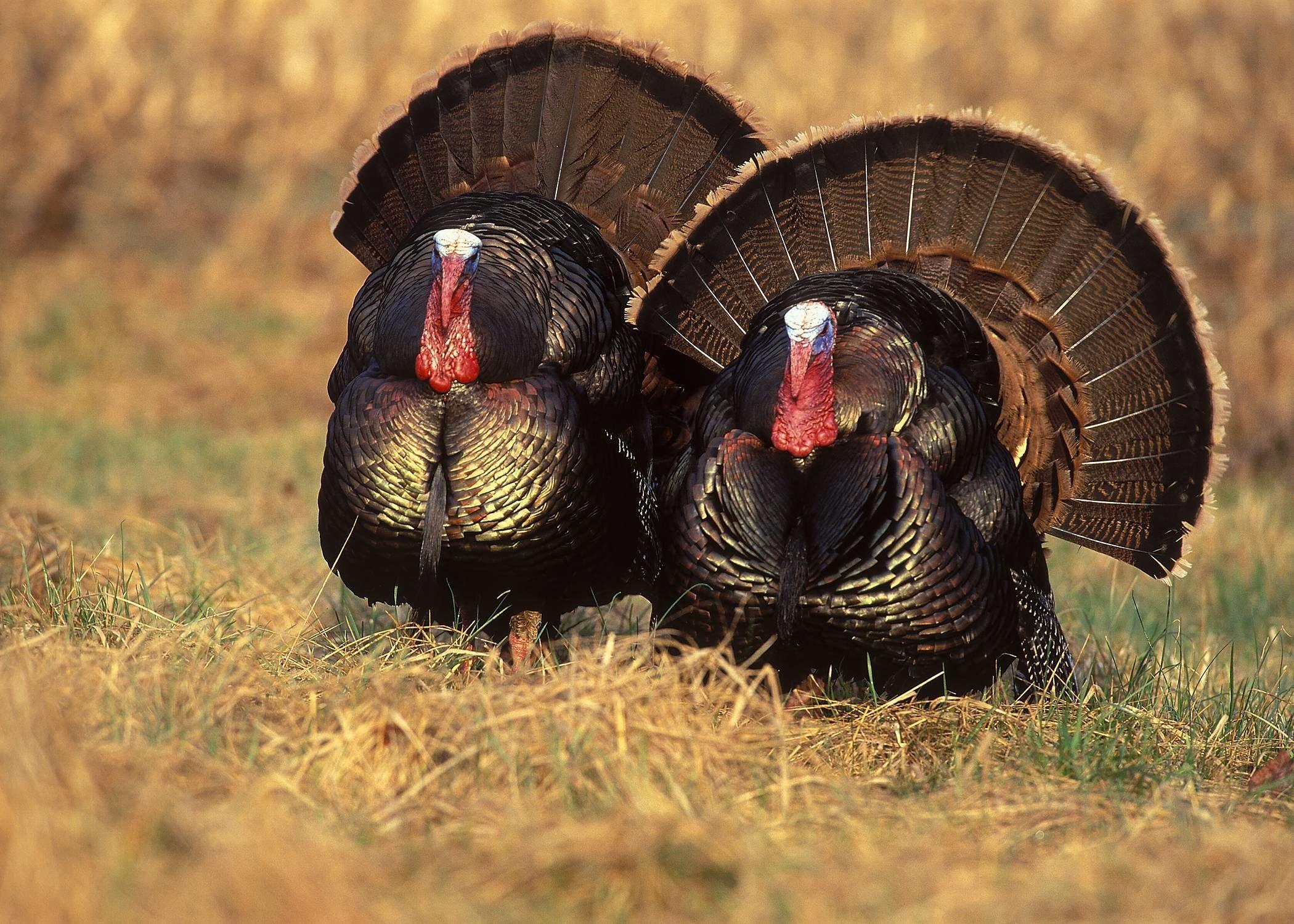 Wild Turkey Desktop Wallpapers - Top Free Wild Turkey Desktop ...