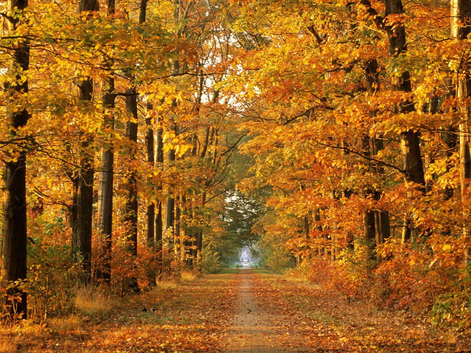 November Fall Wallpapers - Top Free November Fall Backgrounds ...