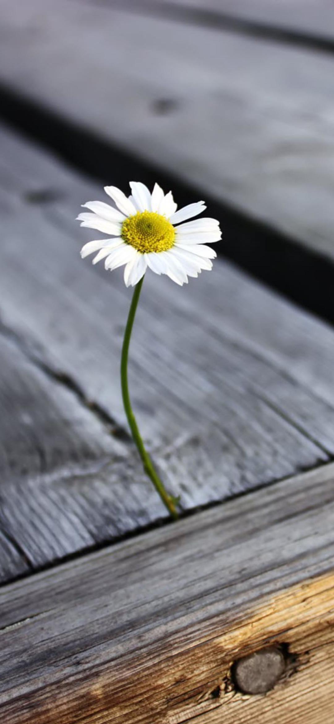 POCO X5 Wallpapers - Top Free POCO X5 Backgrounds - WallpaperAccess