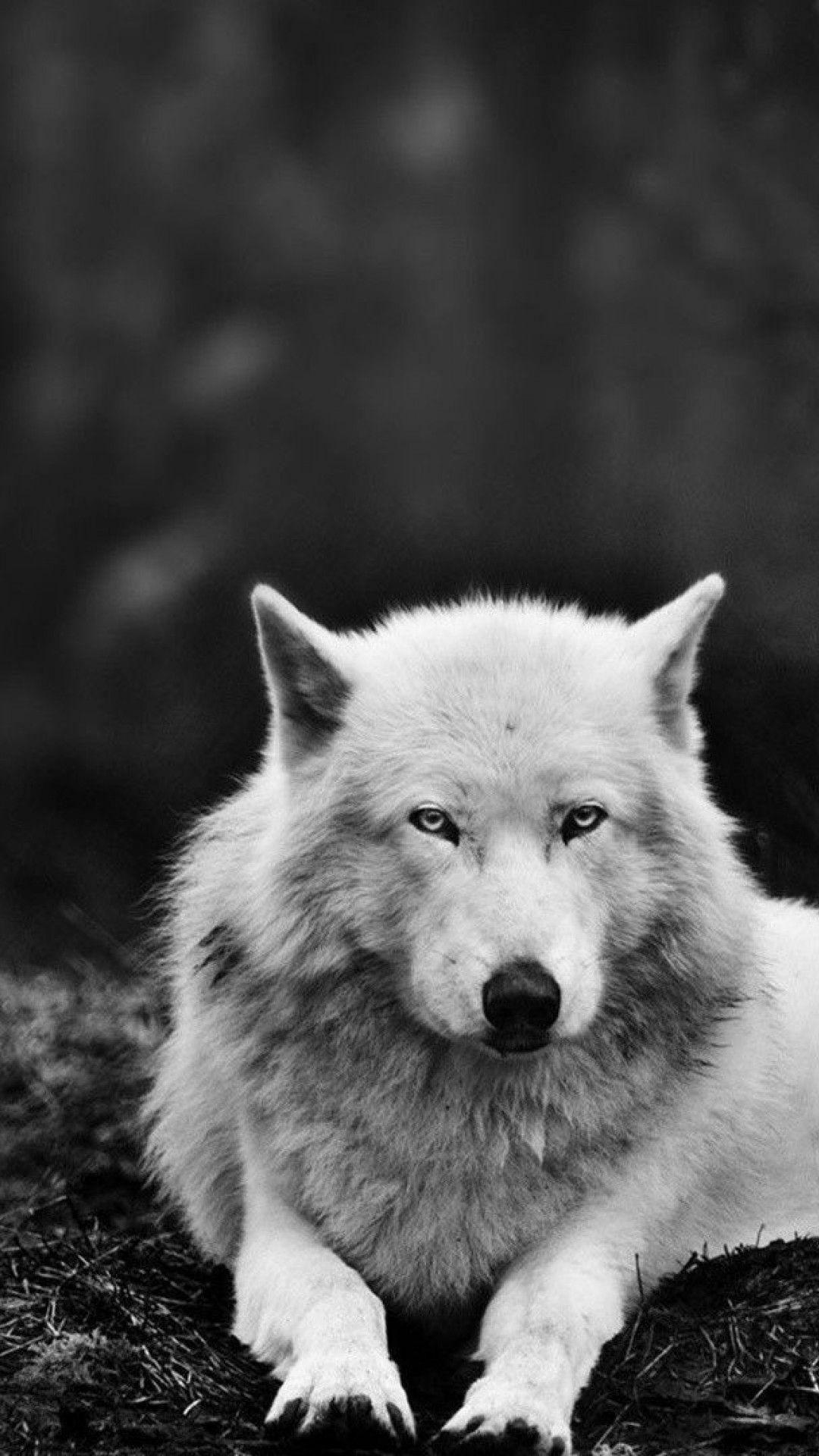 Wolf HD Phone Wallpapers - Top Free Wolf HD Phone Backgrounds ...