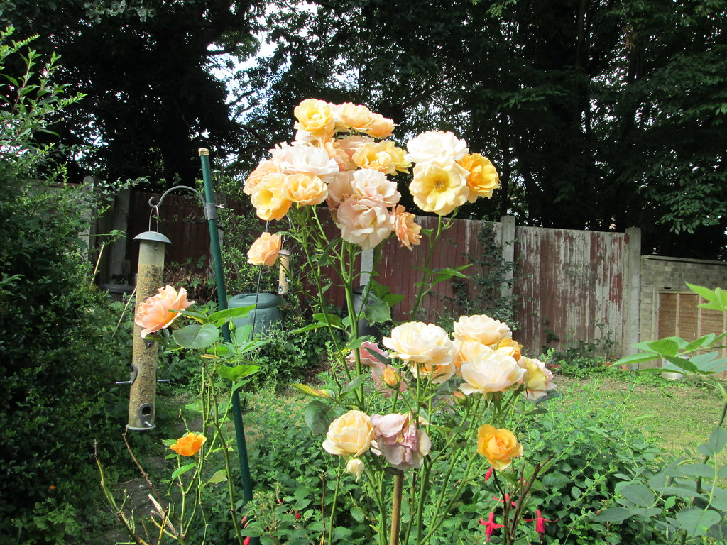 Rosé Gone Wallpapers - Top Free Rosé Gone Backgrounds - WallpaperAccess