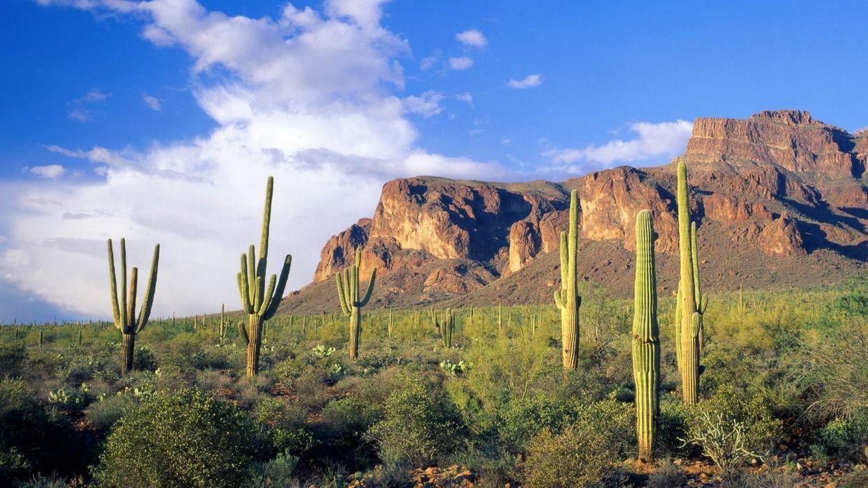 Arizona Cactus Wallpapers - Top Free Arizona Cactus Backgrounds ...