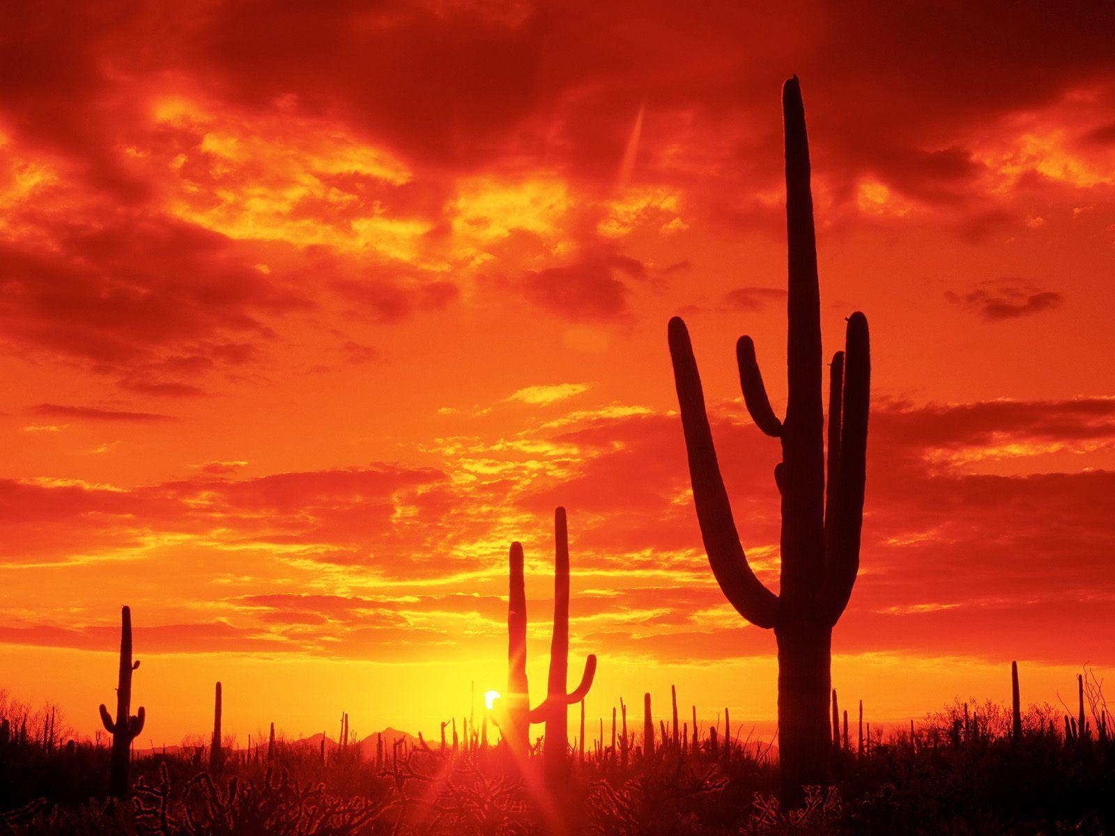 Arizona Desert Sunset Wallpapers - Top Free Arizona Desert Sunset ...