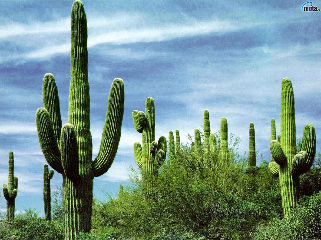 Arizona Cactus Wallpapers - Top Free Arizona Cactus Backgrounds ...