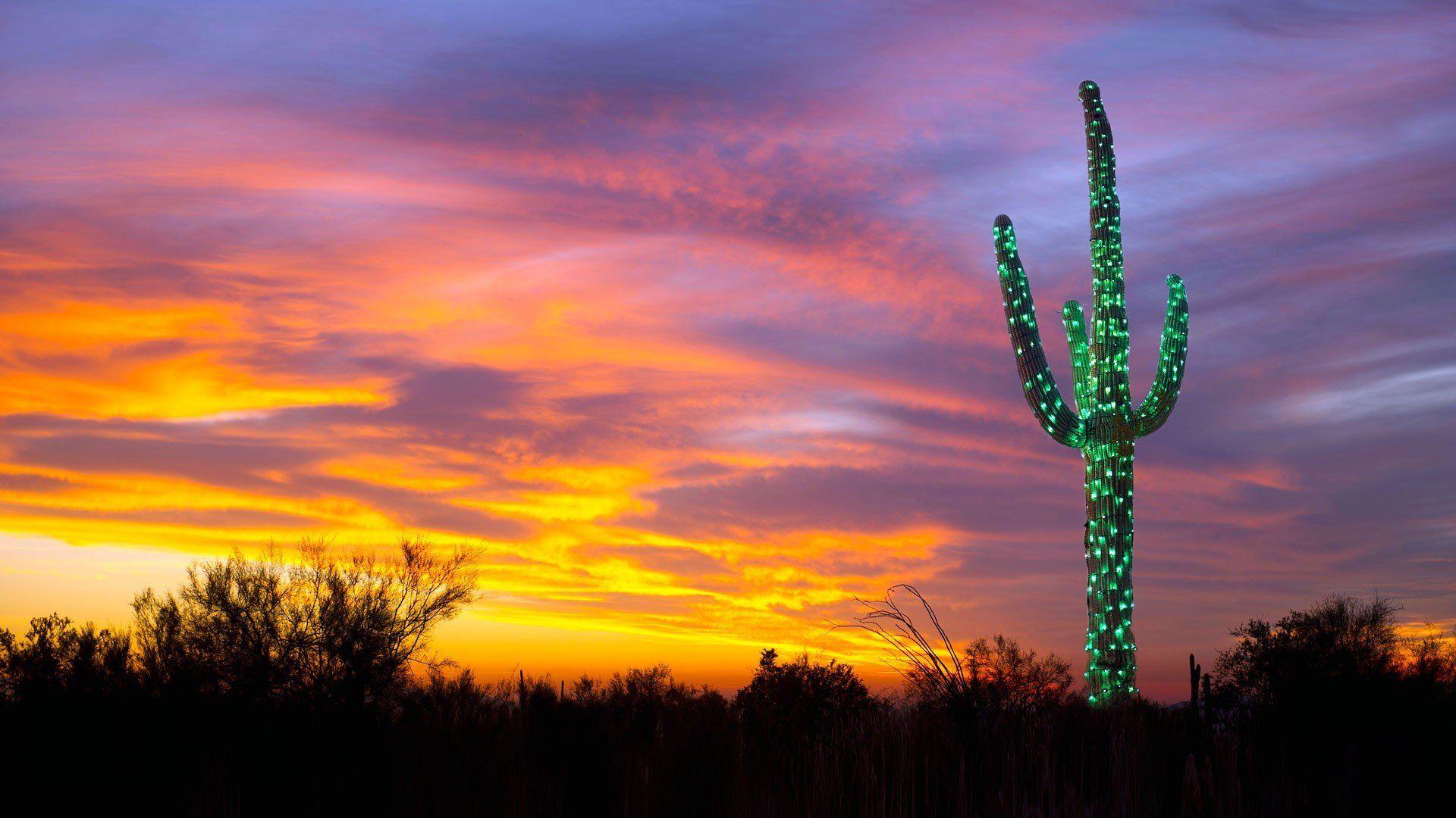Arizona Cactus Wallpapers - Top Free Arizona Cactus Backgrounds ...