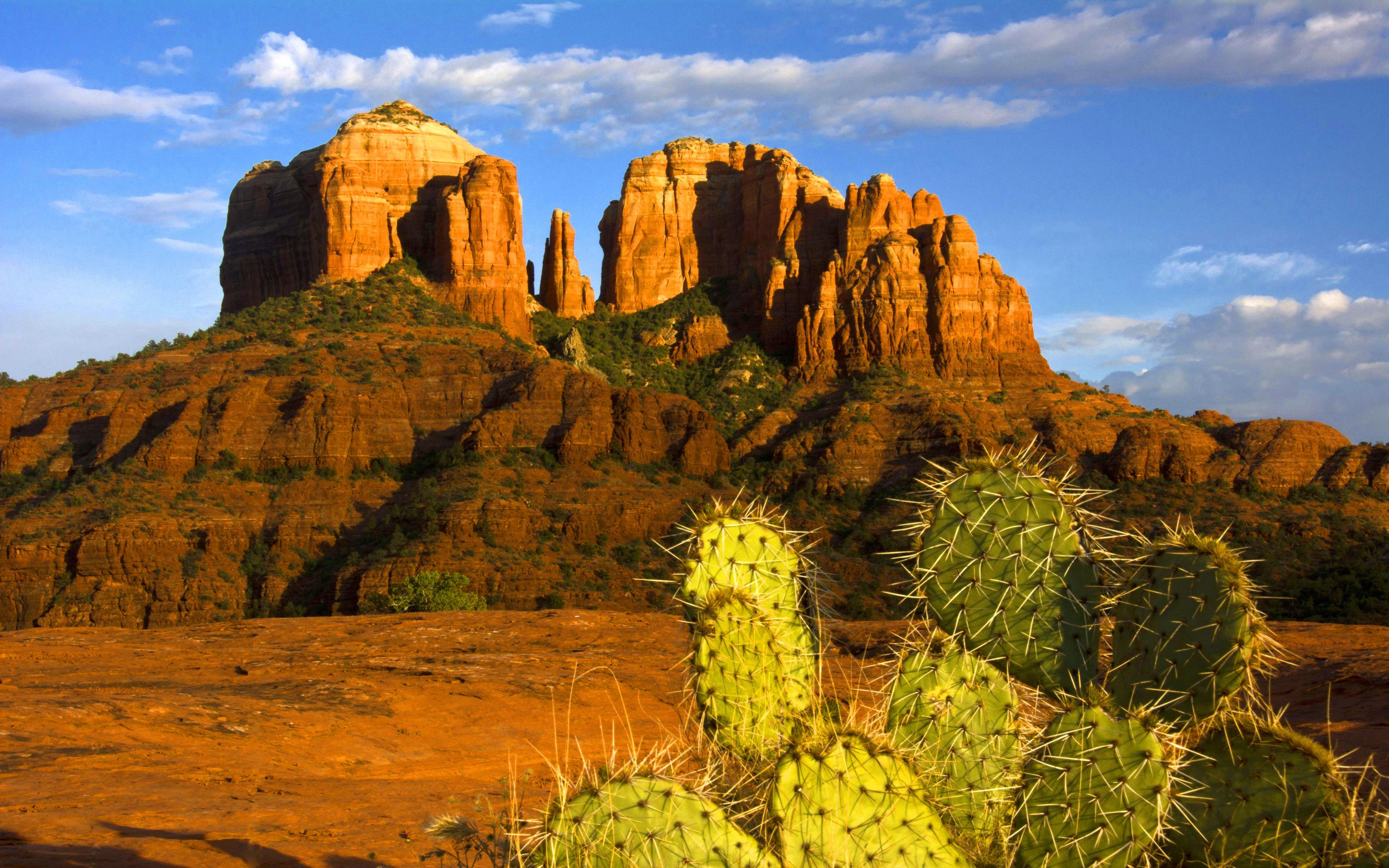 Arizona Cactus Wallpapers - Top Free Arizona Cactus Backgrounds ...
