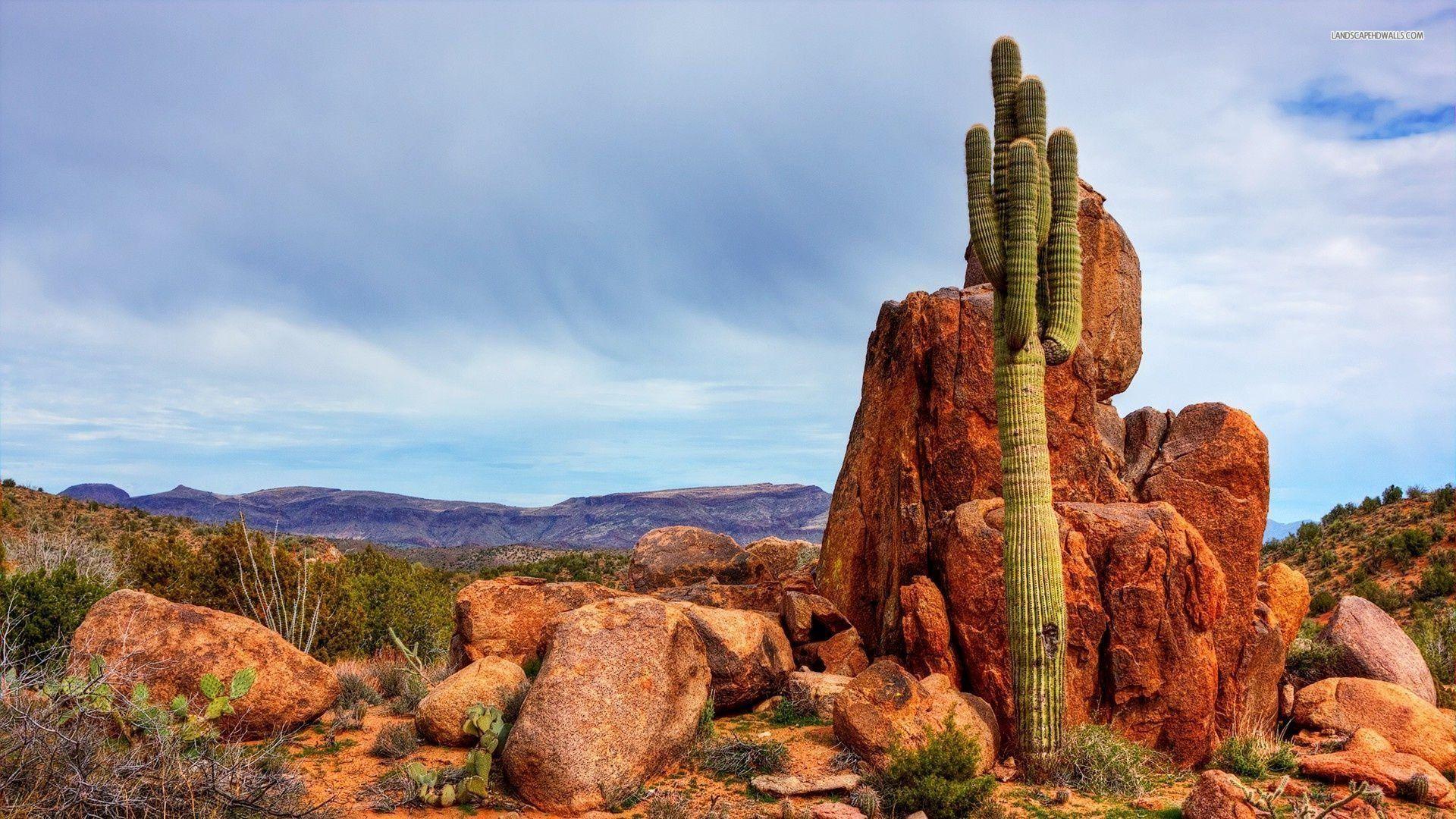 Arizona Cactus Wallpapers - Top Free Arizona Cactus Backgrounds ...
