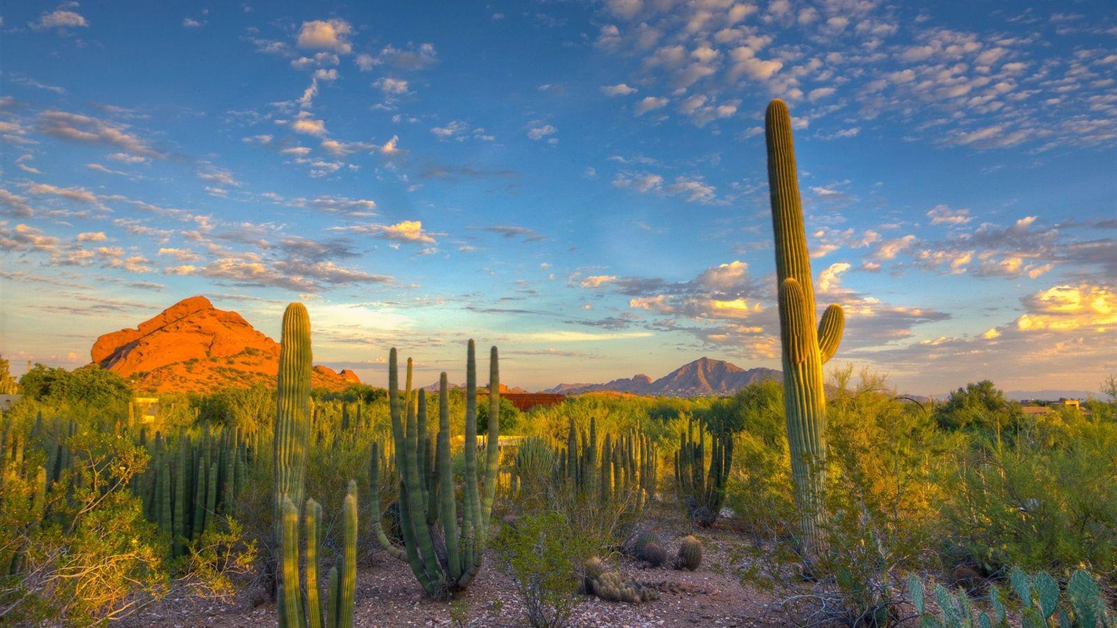 Arizona Cactus Wallpapers - Top Free Arizona Cactus Backgrounds ...
