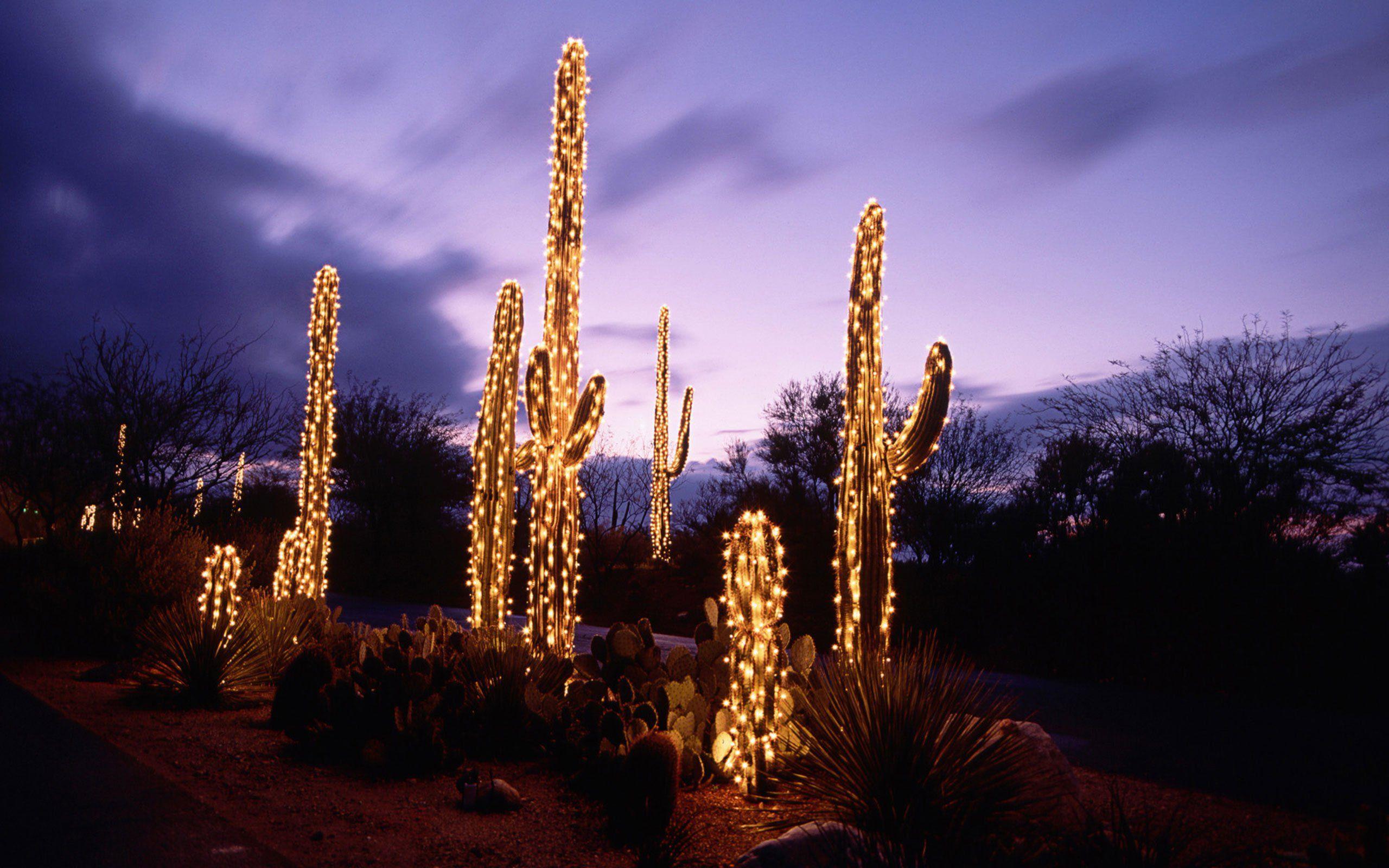 Arizona Cactus Wallpapers - Top Free Arizona Cactus Backgrounds ...