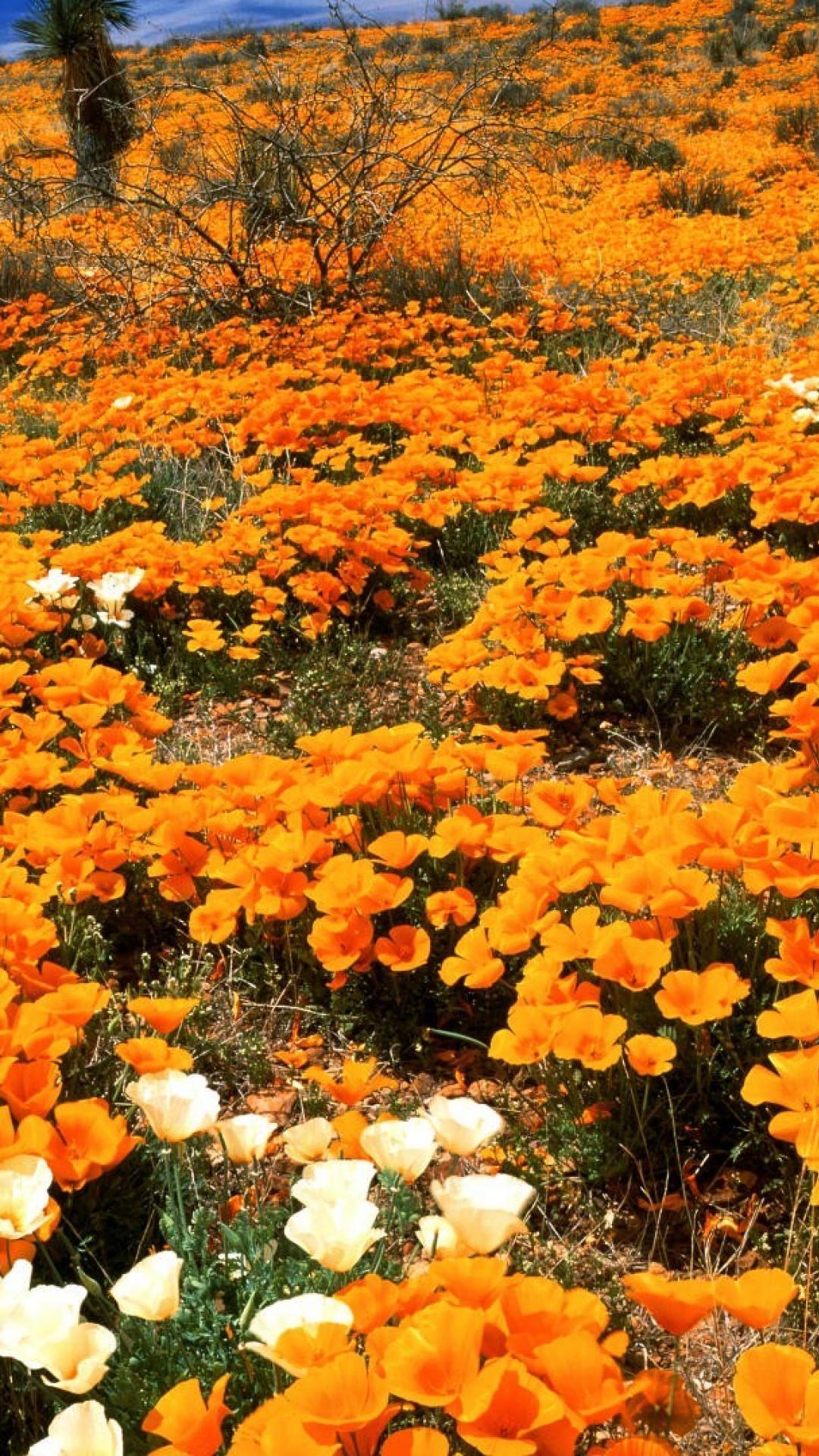 Arizona Spring Wallpapers - Top Free Arizona Spring Backgrounds ...