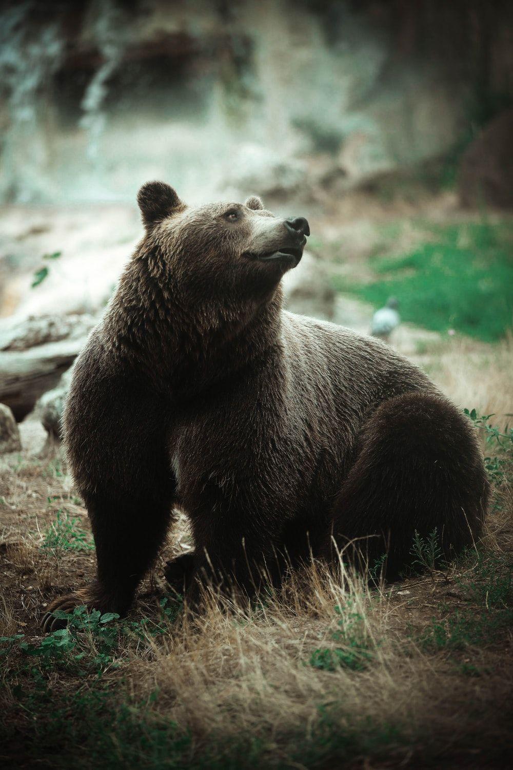 Black Bear Wallpapers - Top Free Black Bear Backgrounds - WallpaperAccess