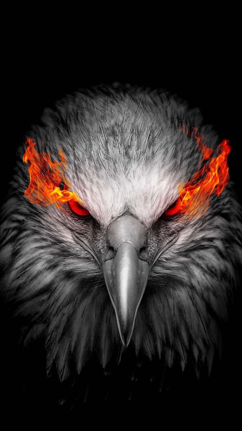Angry Eagle Wallpapers - Top Free Angry Eagle Backgrounds - WallpaperAccess