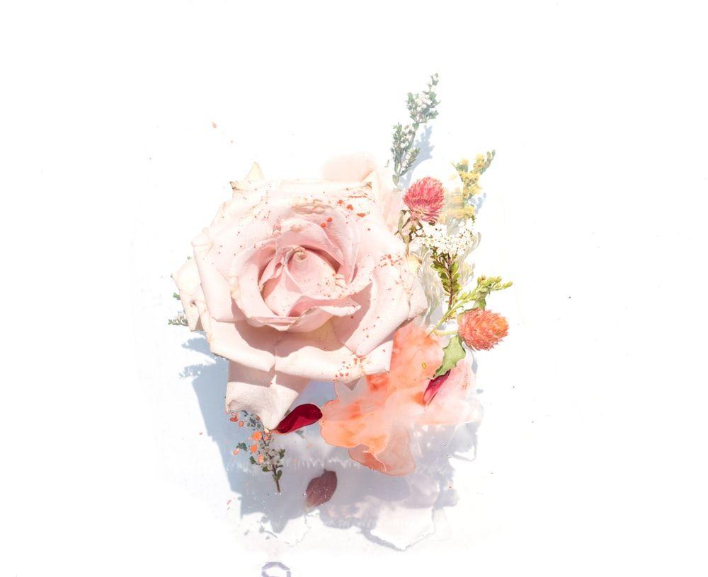 Light Pink Roses Wallpapers - Top Free Light Pink Roses Backgrounds ...