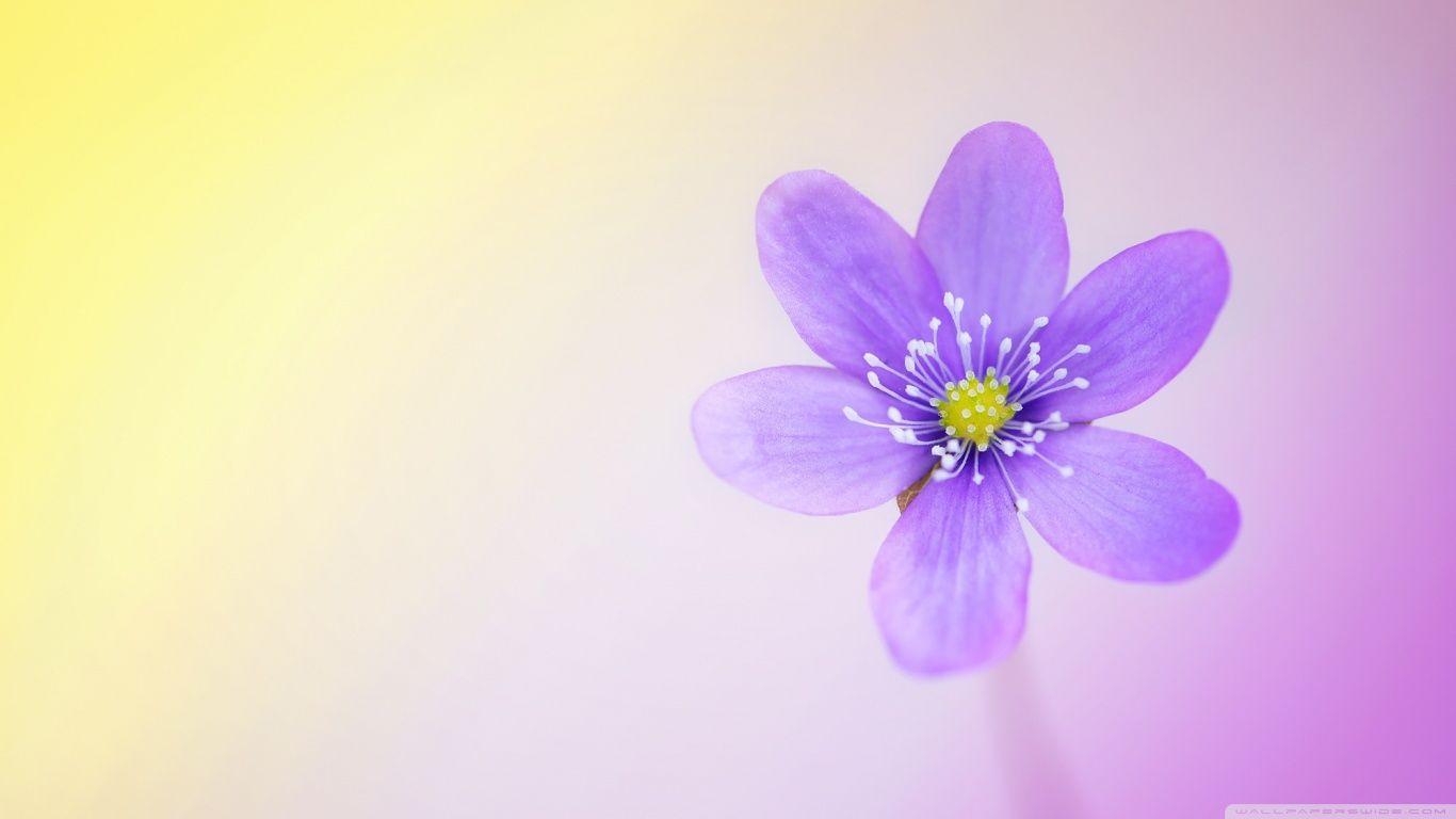 1366X768 Cute Wallpapers - Top Free 1366X768 Cute Backgrounds ... 1366X768 Cute Wallpapers - Top Free 1366X768 Cute Backgrounds ...