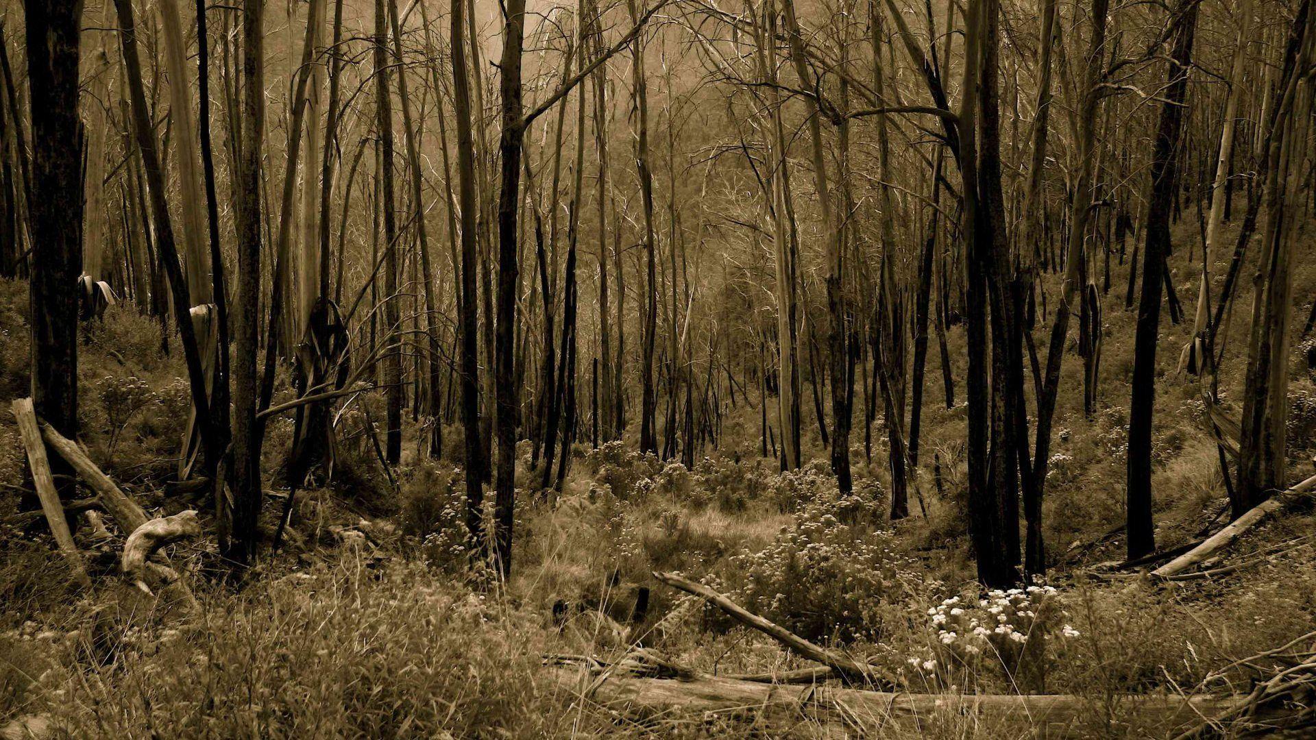 Old Forest Wallpapers - Top Free Old Forest Backgrounds - WallpaperAccess