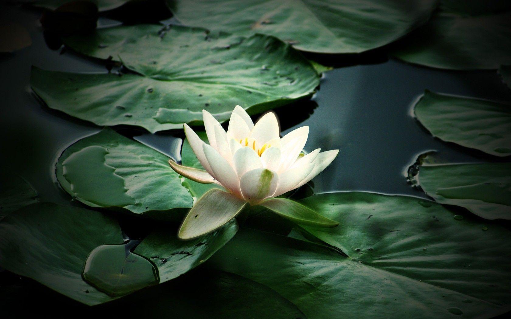 Lake Flowers Wallpapers - Top Free Lake Flowers Backgrounds ...