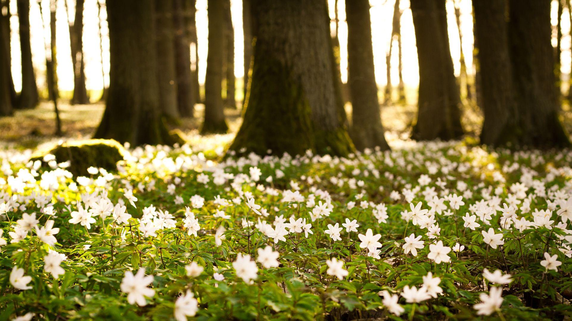 Spring Forest Desktop Wallpapers - Top Free Spring Forest Desktop ...