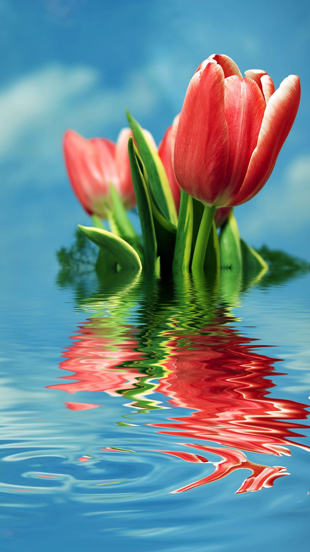 Tulips by Water Wallpapers - Top Free Tulips by Water Backgrounds ...