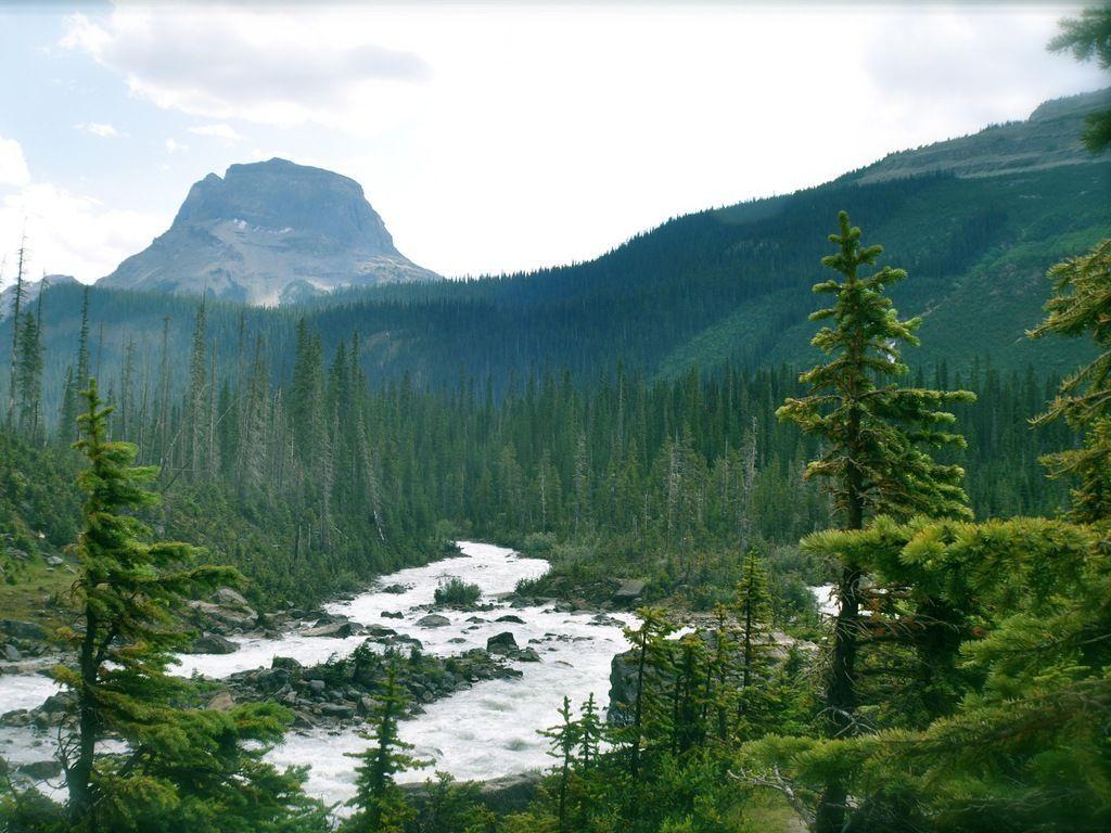 Canada Forest Wallpapers - Top Free Canada Forest Backgrounds ...
